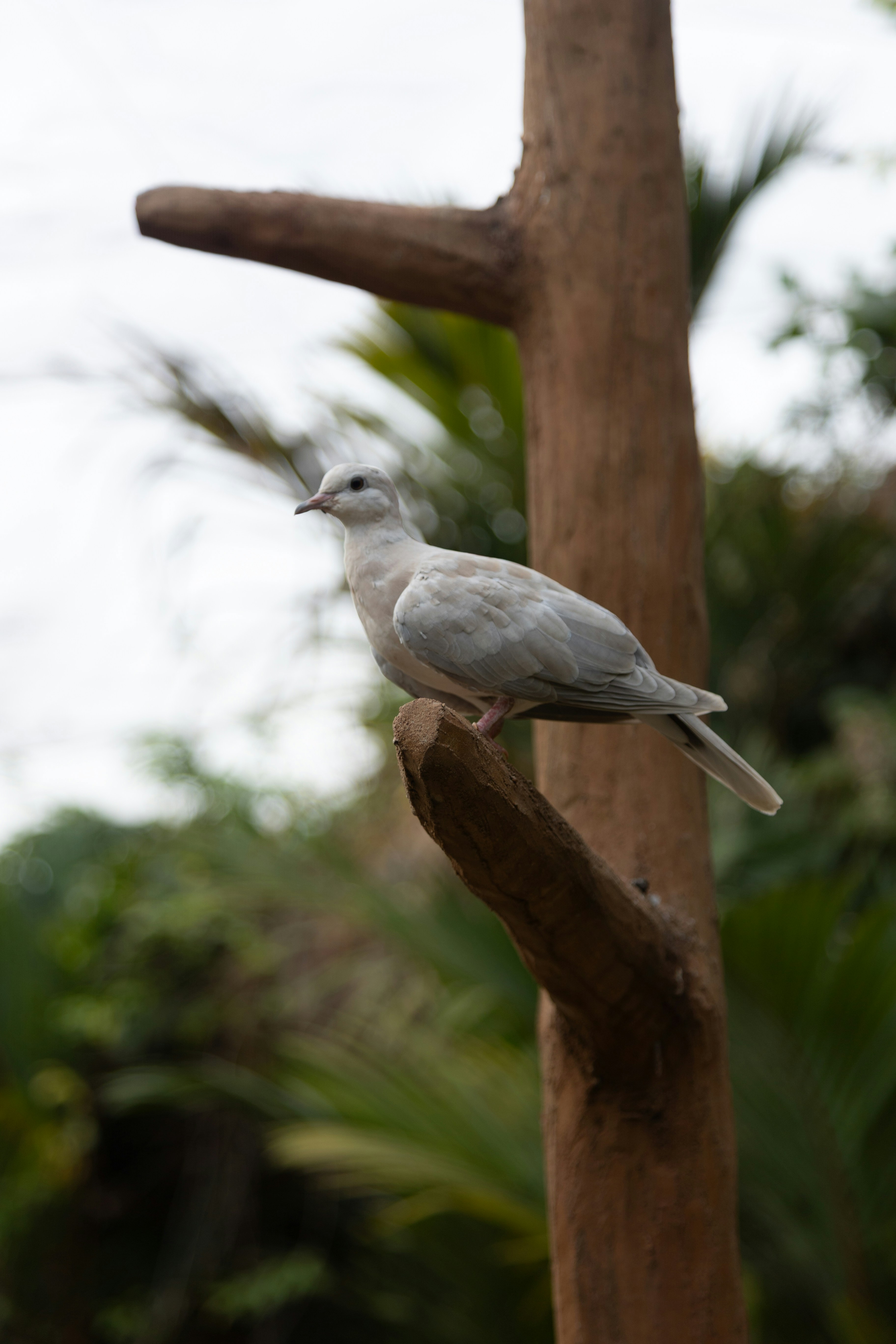 A white dove perched gracefully on a wooden branch, surrounded by lush greenery. The soft focus emphasizes the tranquility of the scene.