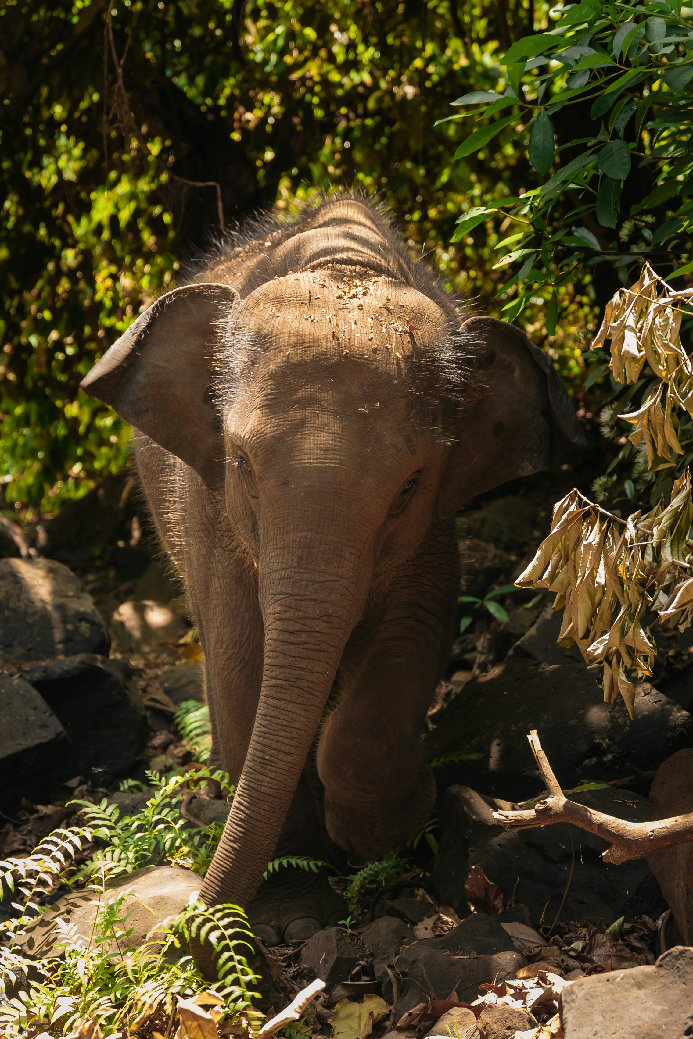 Young elephant navigating through lush greenery and rocky terrain, showcasing its natural habitat and curiosity.