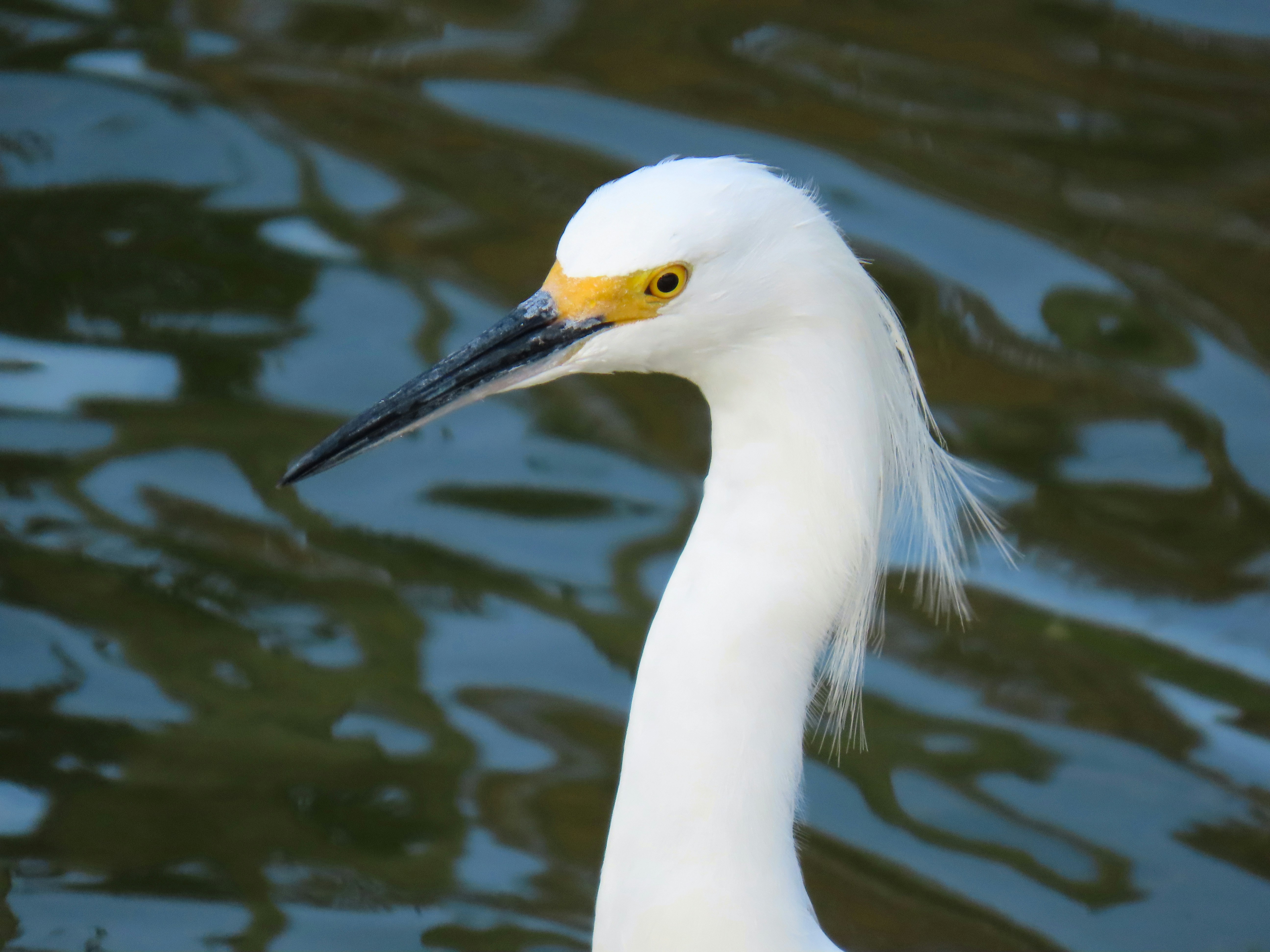Elegance in Motion: The Snowy Egret's Poise