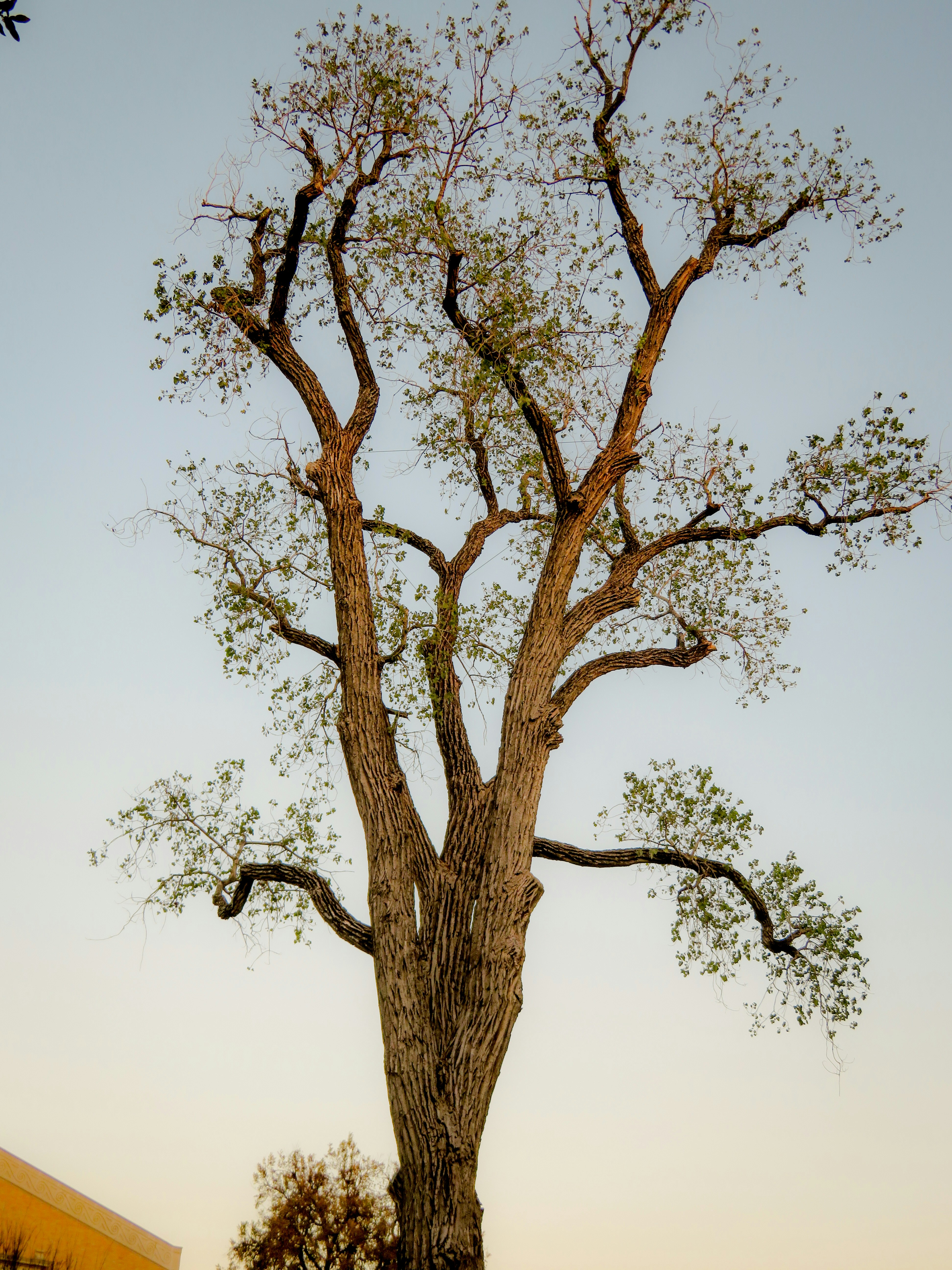 A tall tree with a gnarled trunk and fresh green leaves reaches towards the sky, set against a soft evening backdrop.