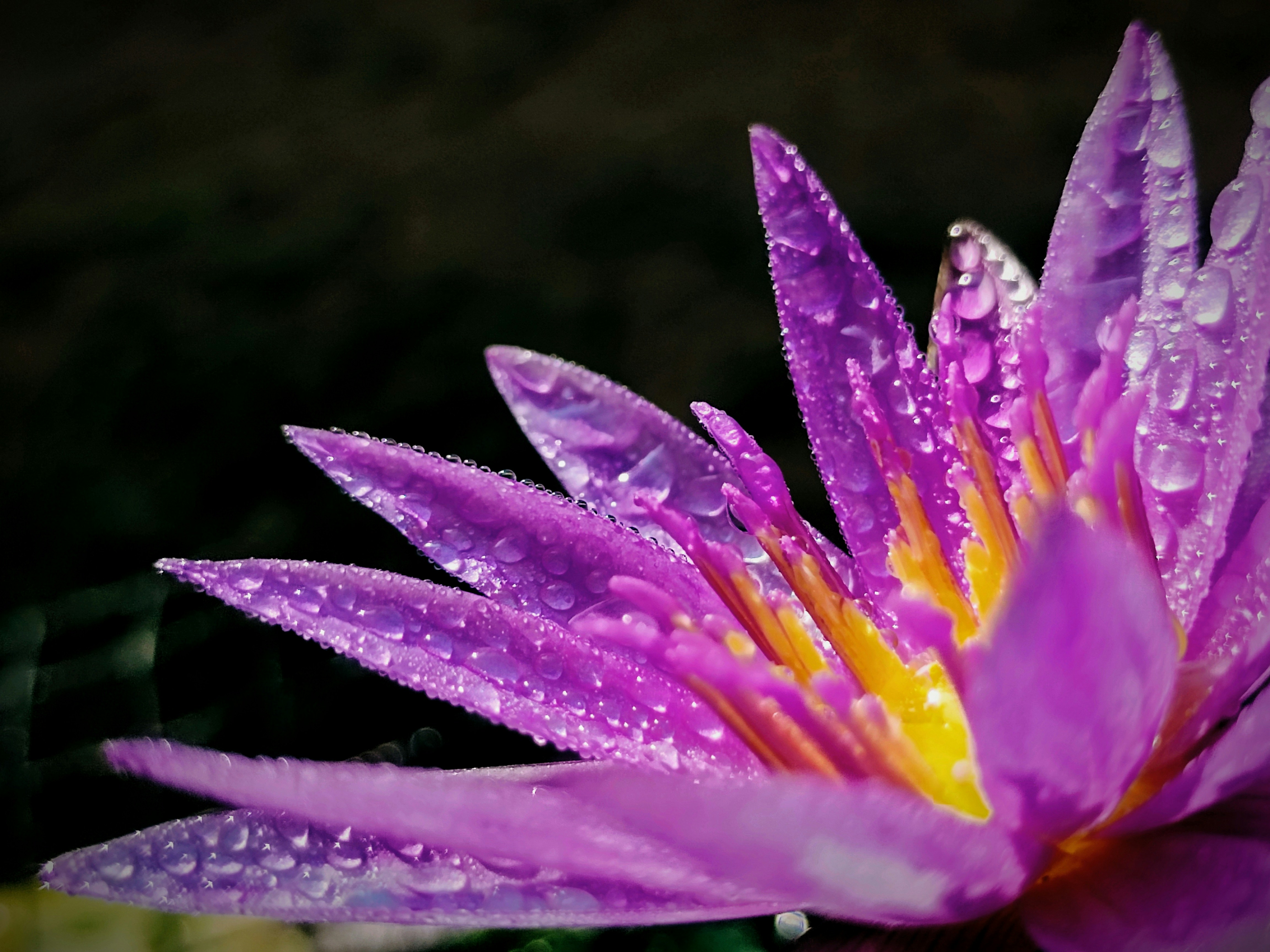 "Blue water lily". Specifically, it refers to the Sri Lankan national flower. scientifically known as Nymphaea nouchali | A purple lotus covered in water droplets.