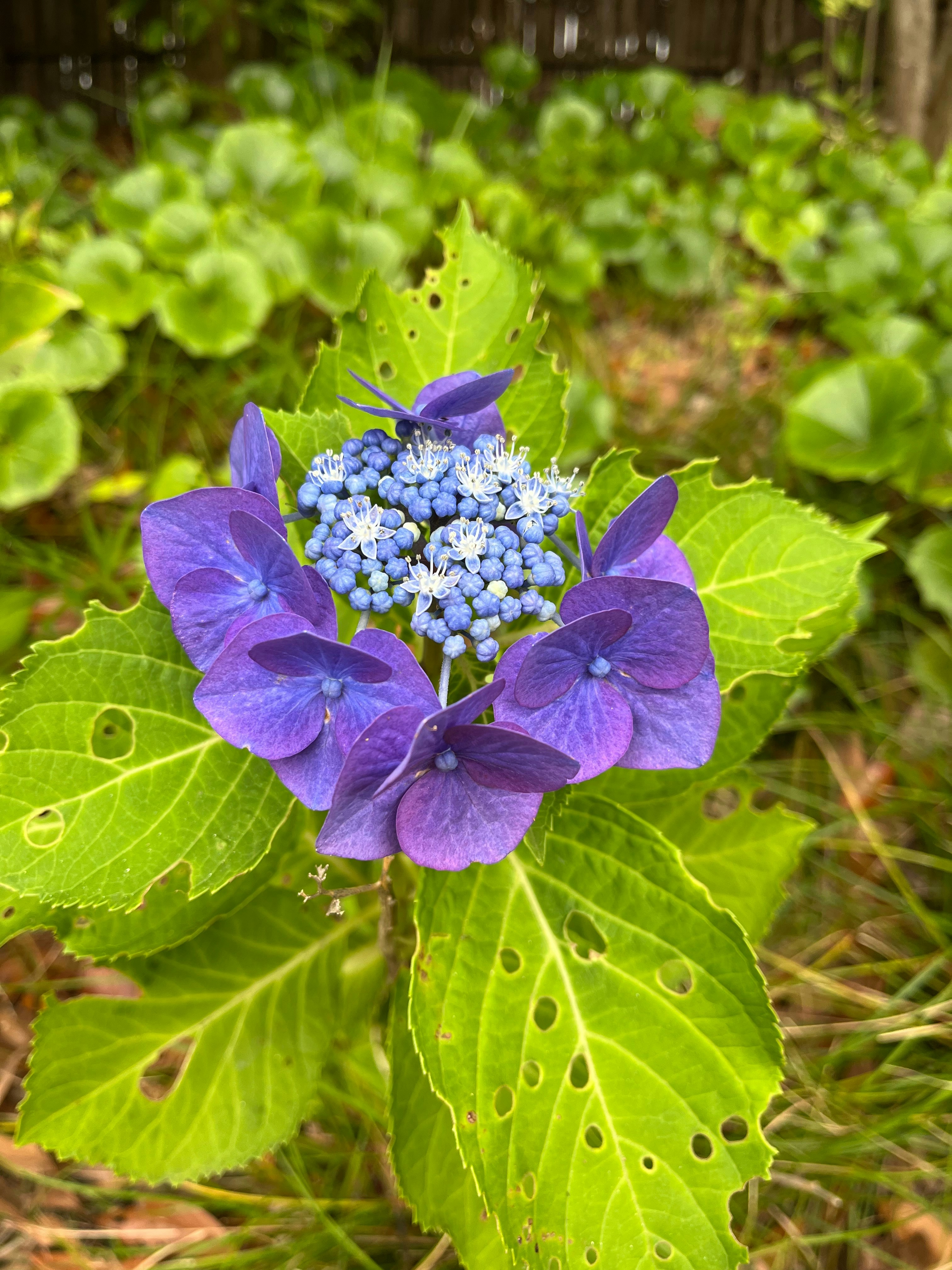 Vibrant purple hydrangea blooms in a garden.