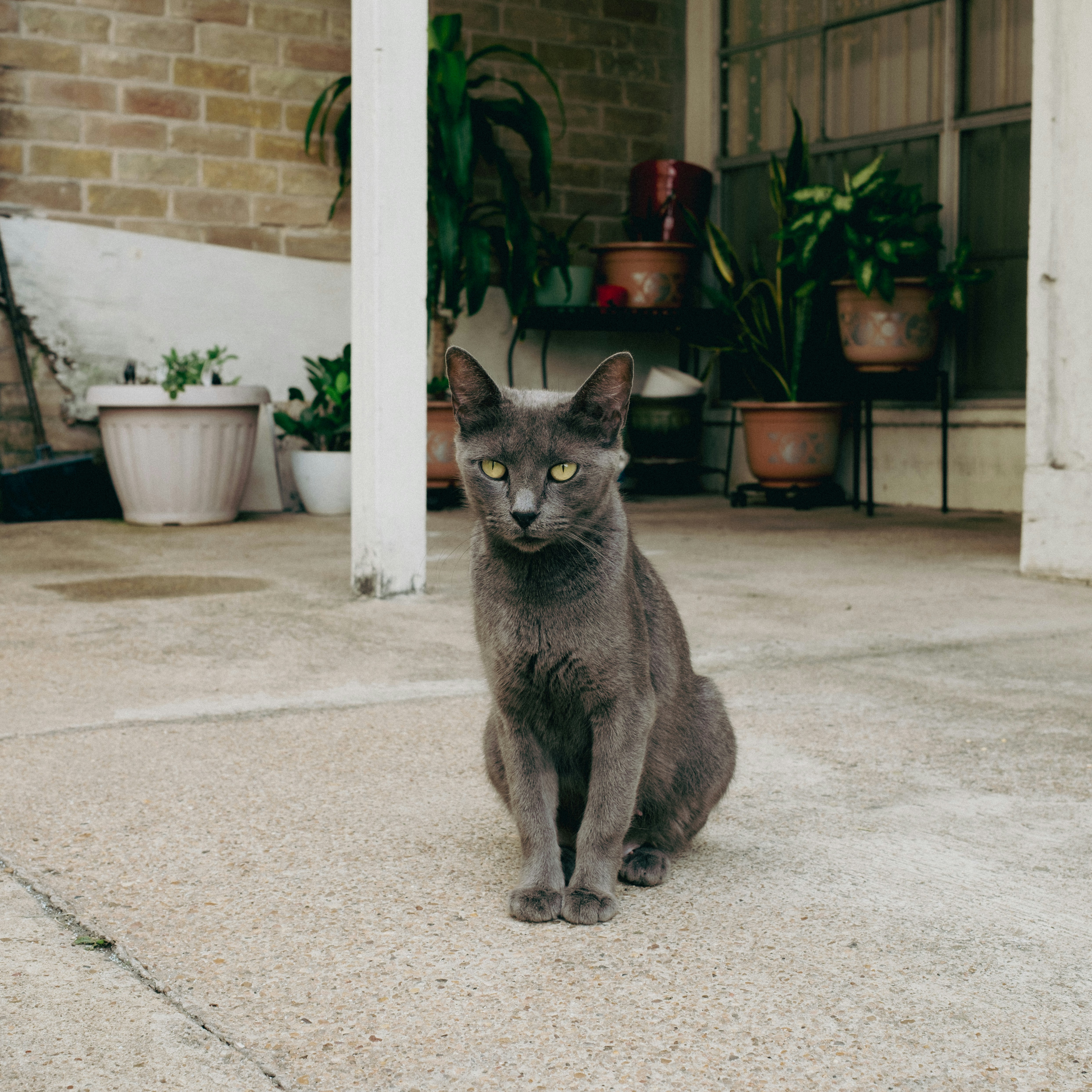 The Watchful Guardian of the Garden
