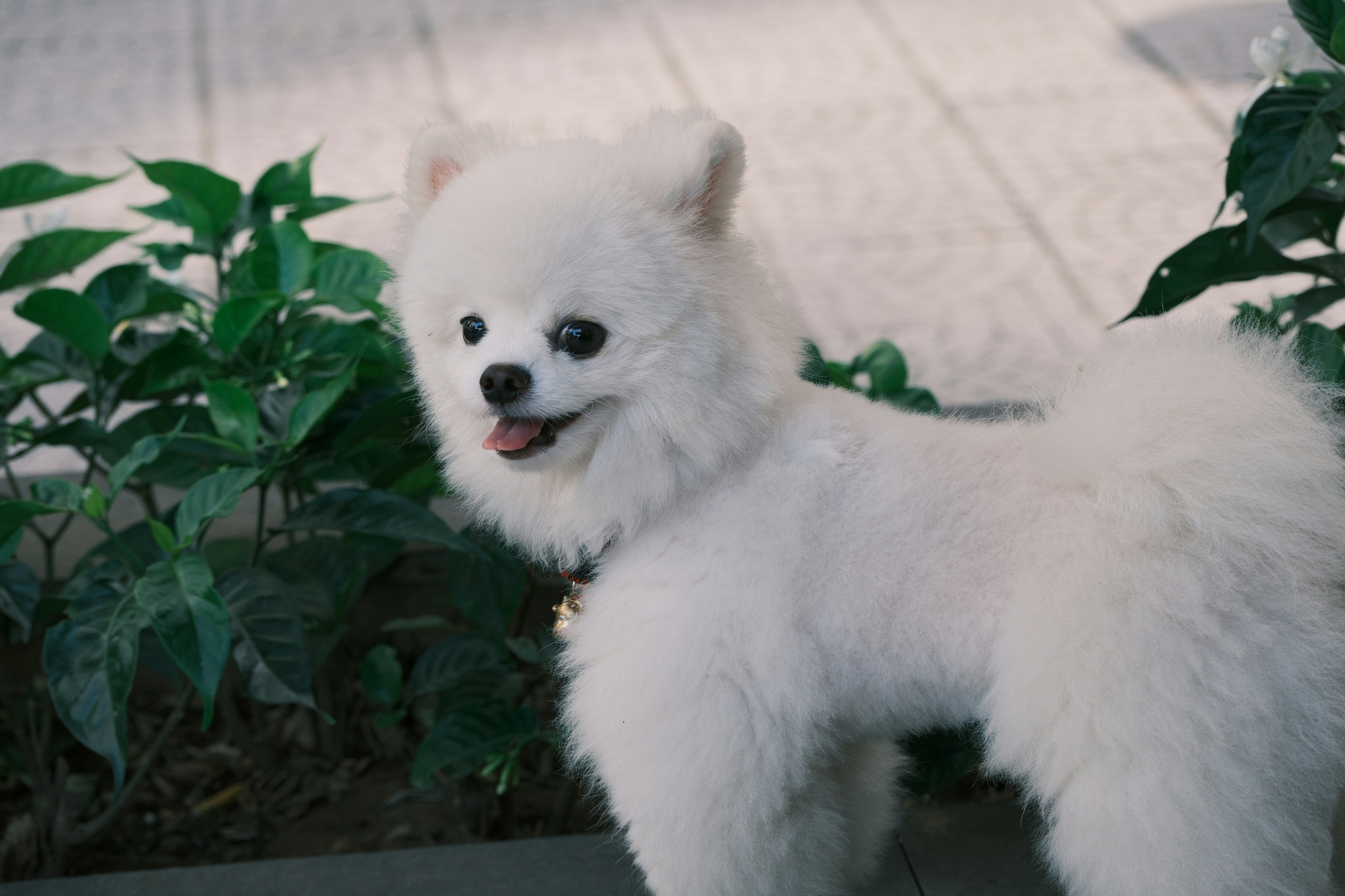 Fluffy Pomeranian at the Garden Edge