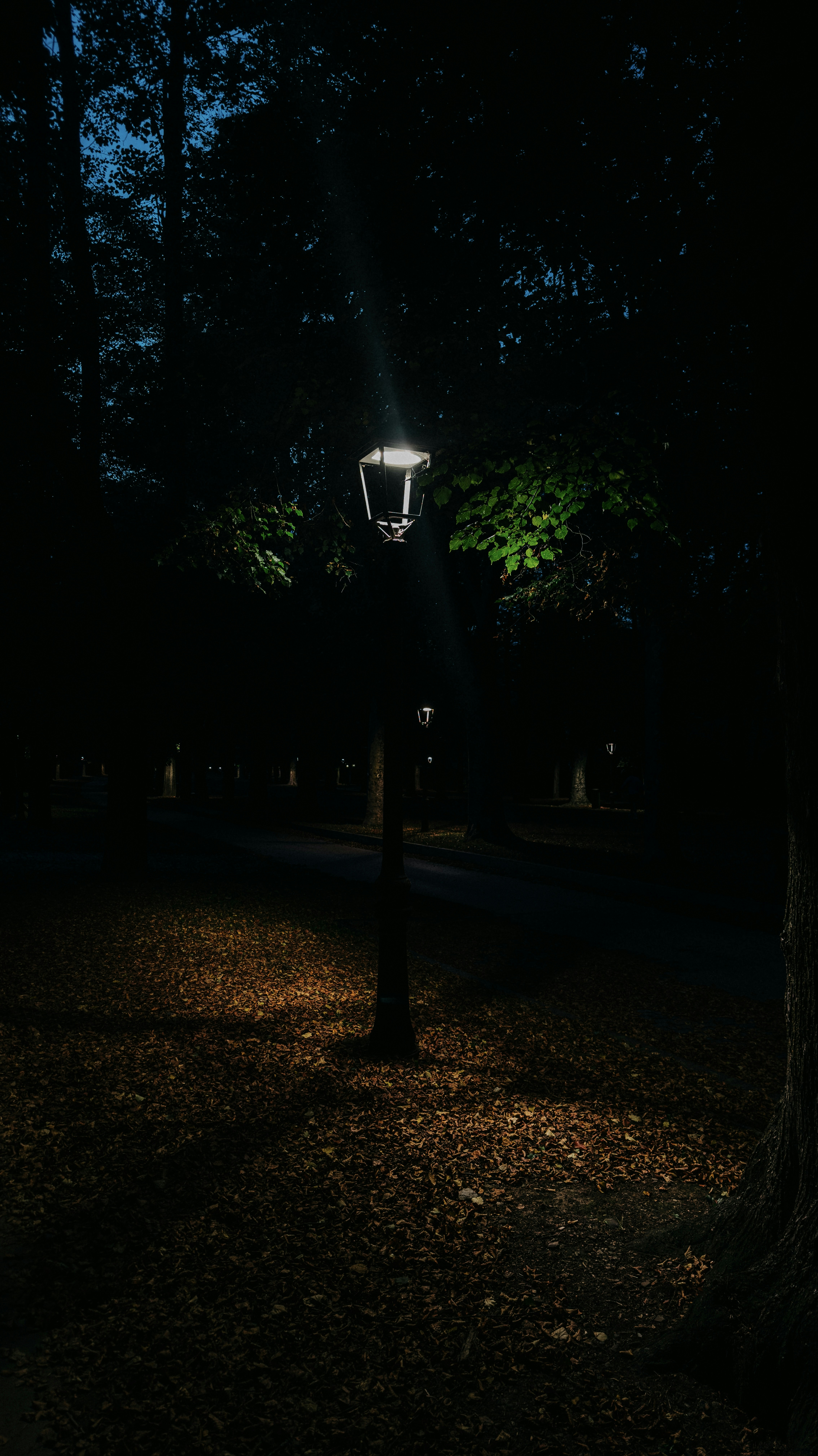 Illuminated Solitude: A Lantern's Embrace