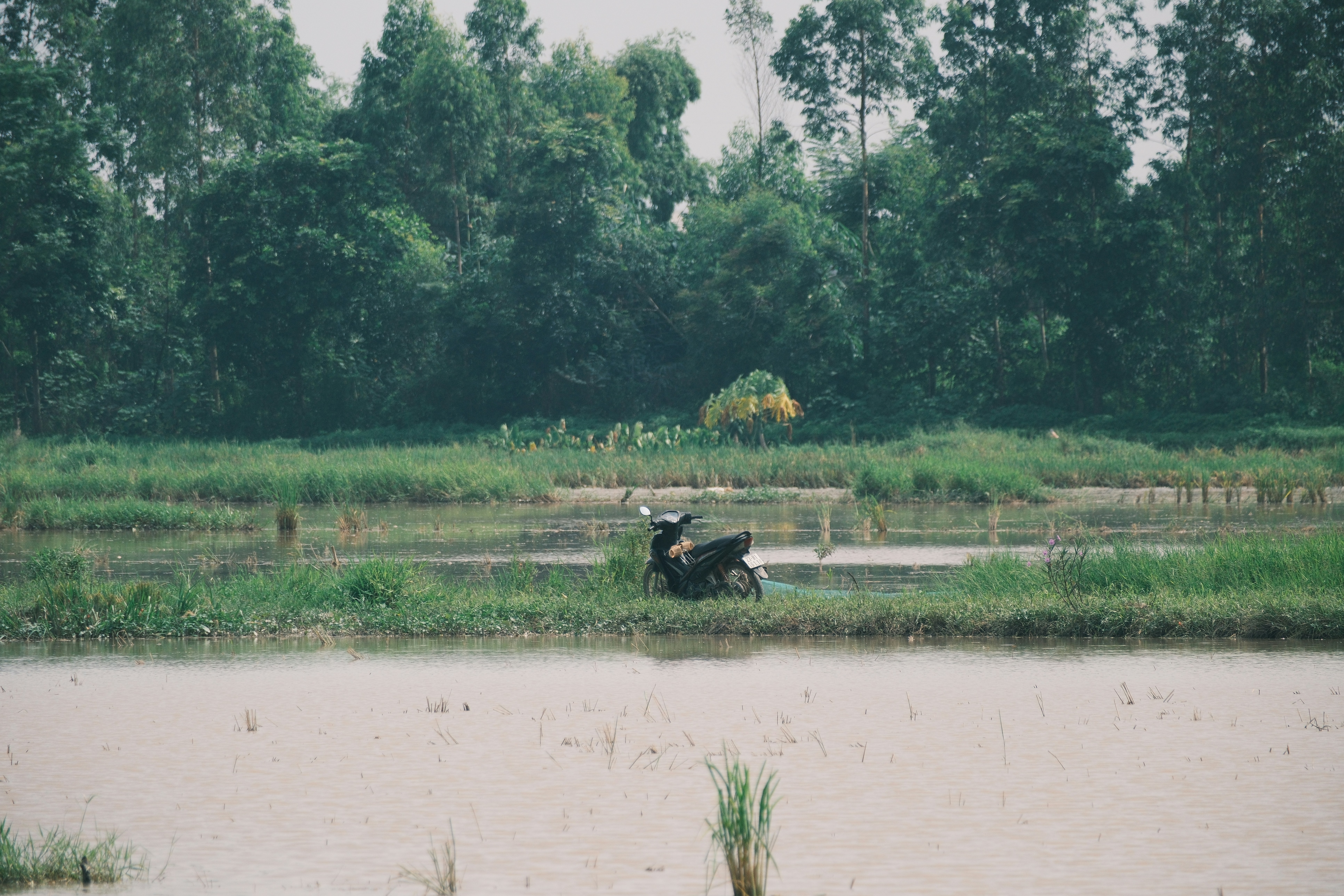 A motorcycle parked on the edge of a tranquil rice field, surrounded by lush greenery and reflections in the water.