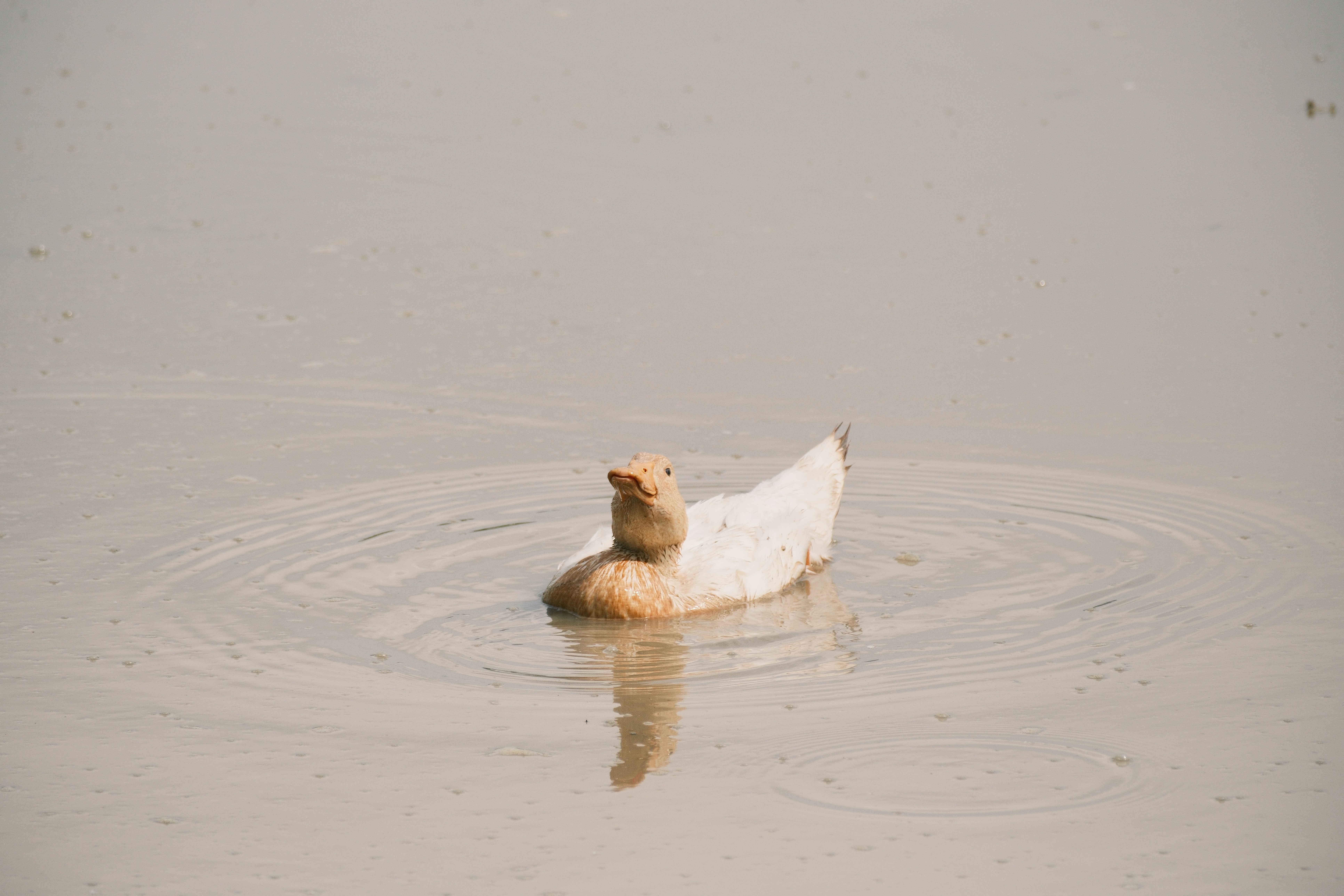 Serenity in Still Waters: A Duck's Journey