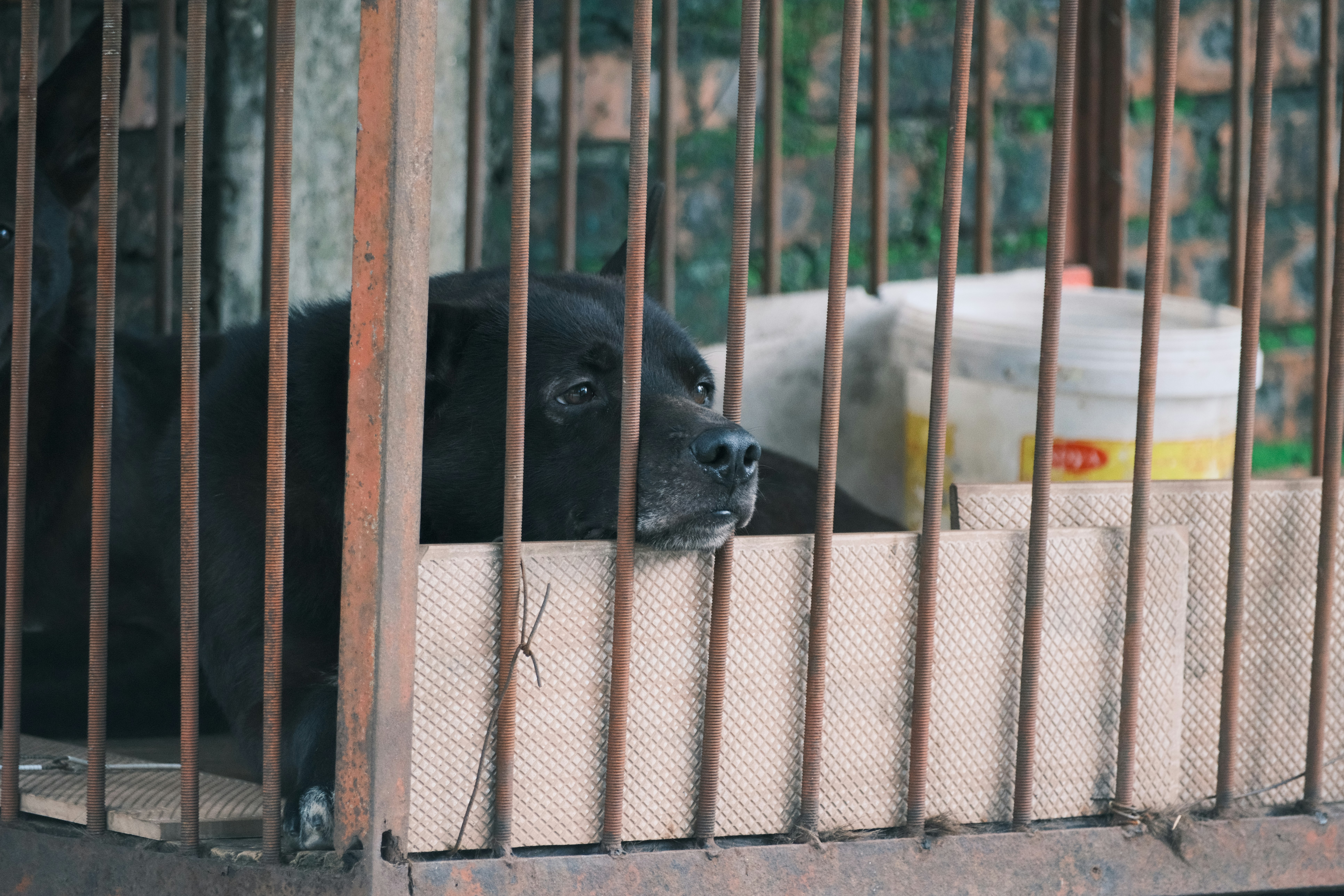 Behind Bars: A Canine's Quiet Reflection