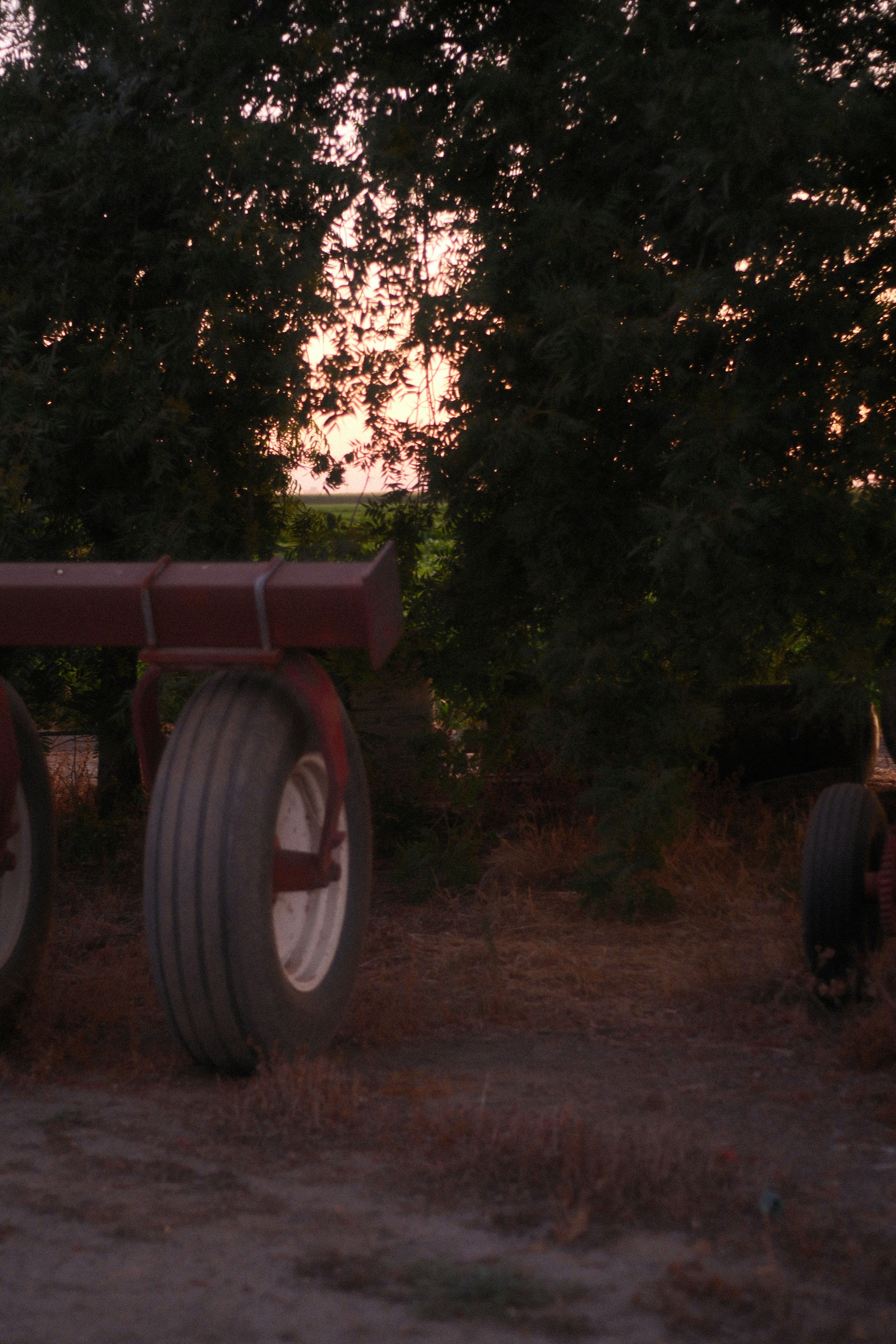 Dusk Quiet: A Rusted Farm Wheel Framed by Pines