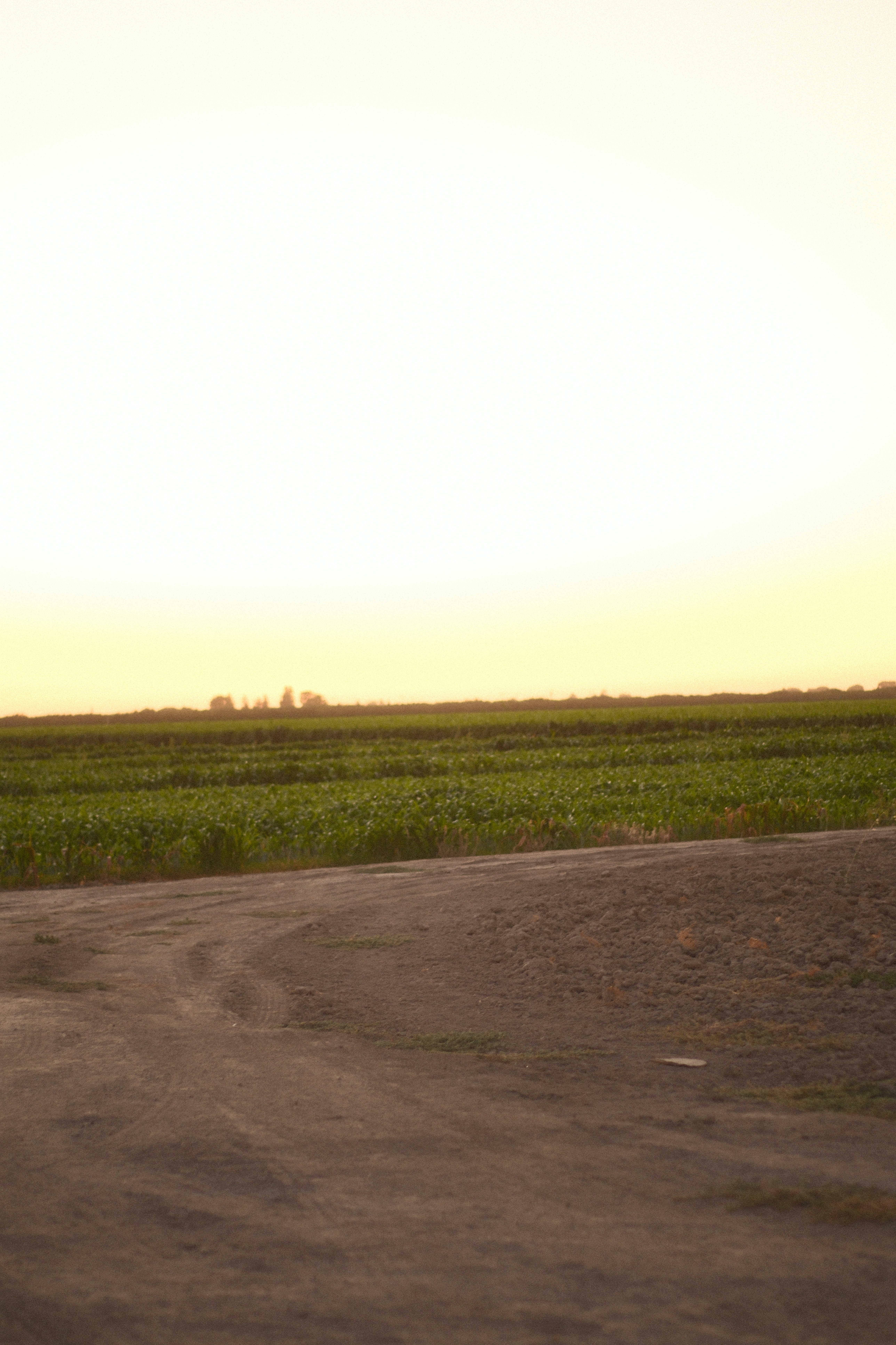 Ethereal Horizon: A Quiet Evening in the Fields