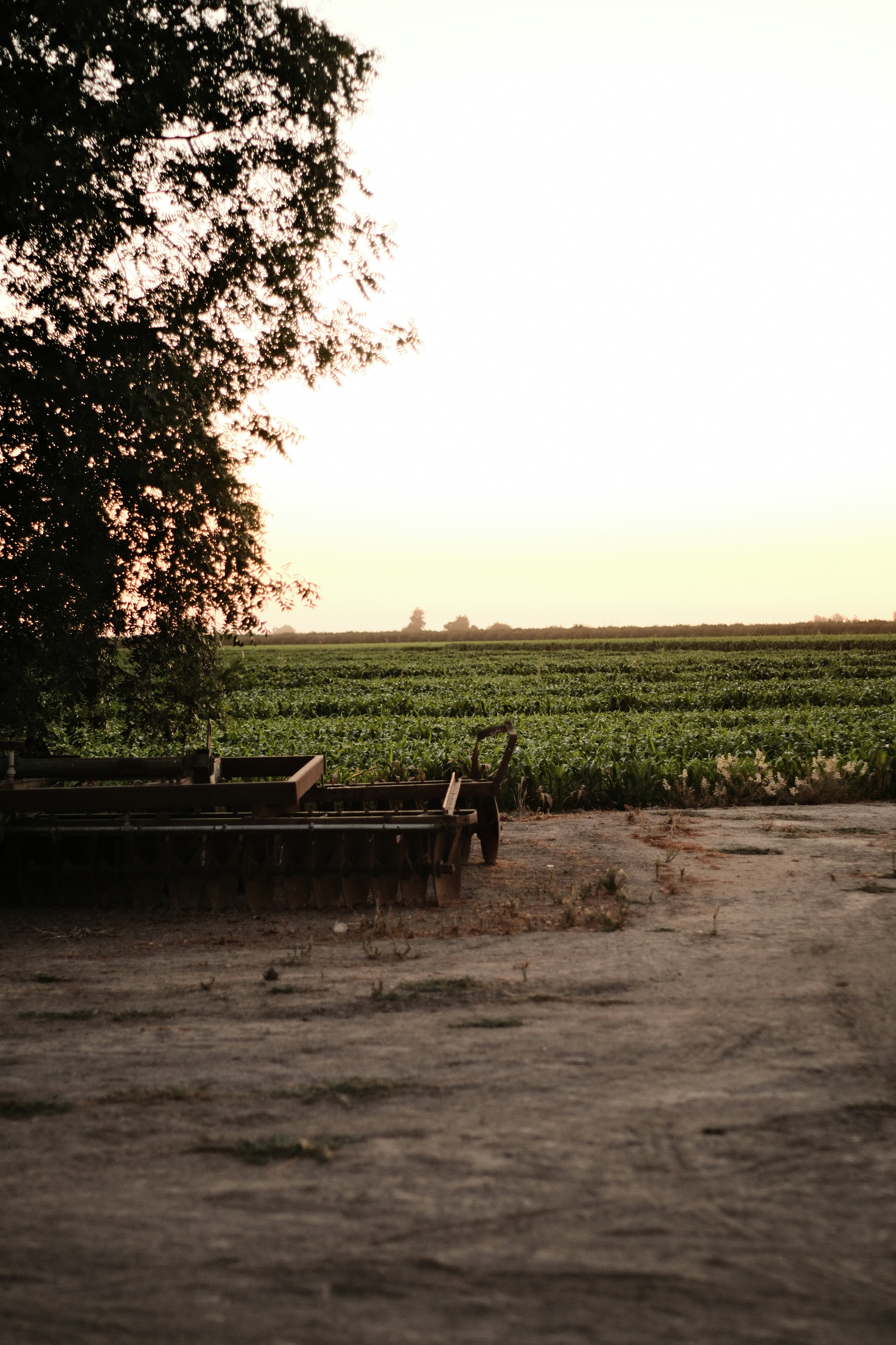 Dusk Over the Field: A Weathered Farm Implement Pauses by the Shadowed Tree