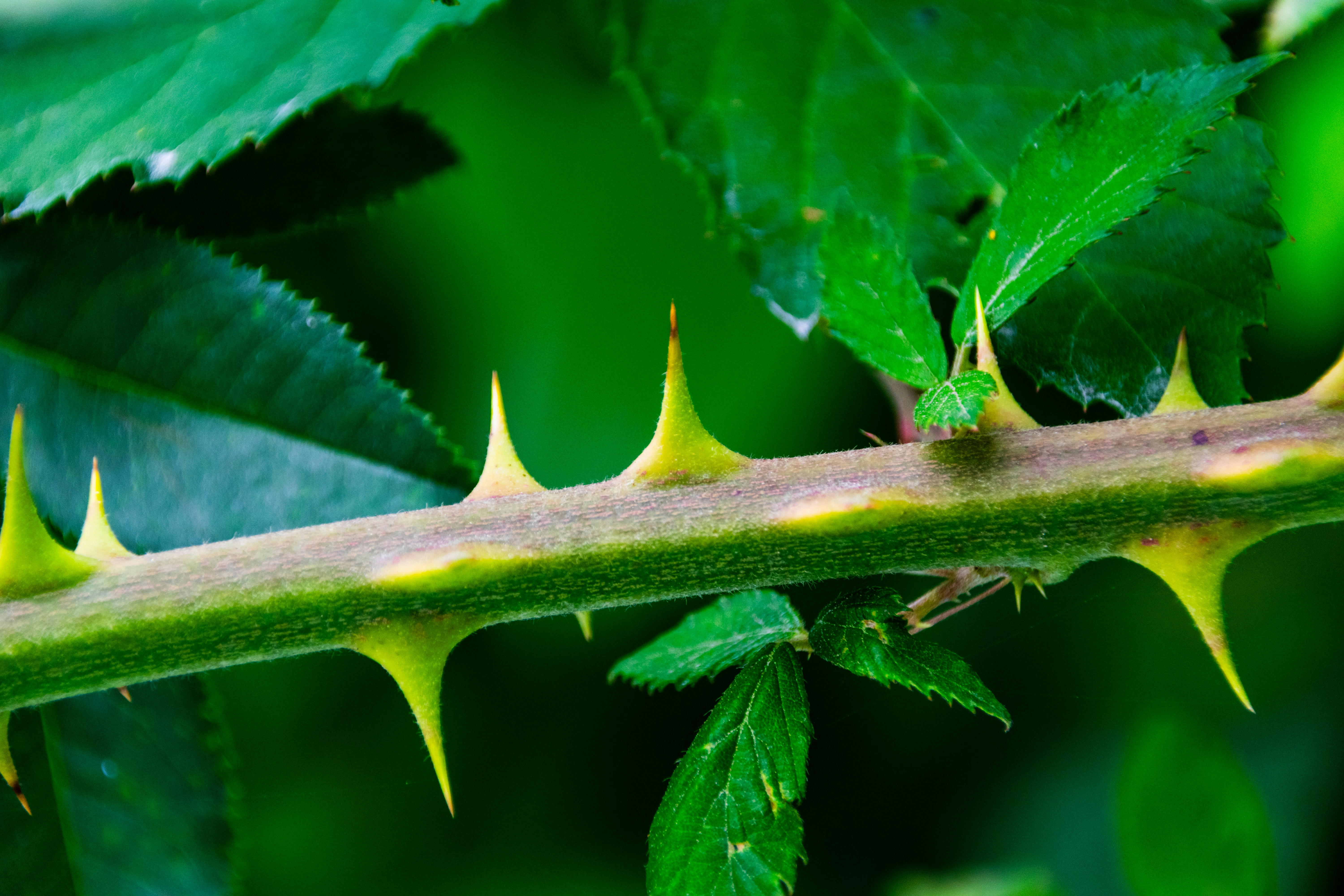 Nature's Intricate Armor: The Thorny Defense