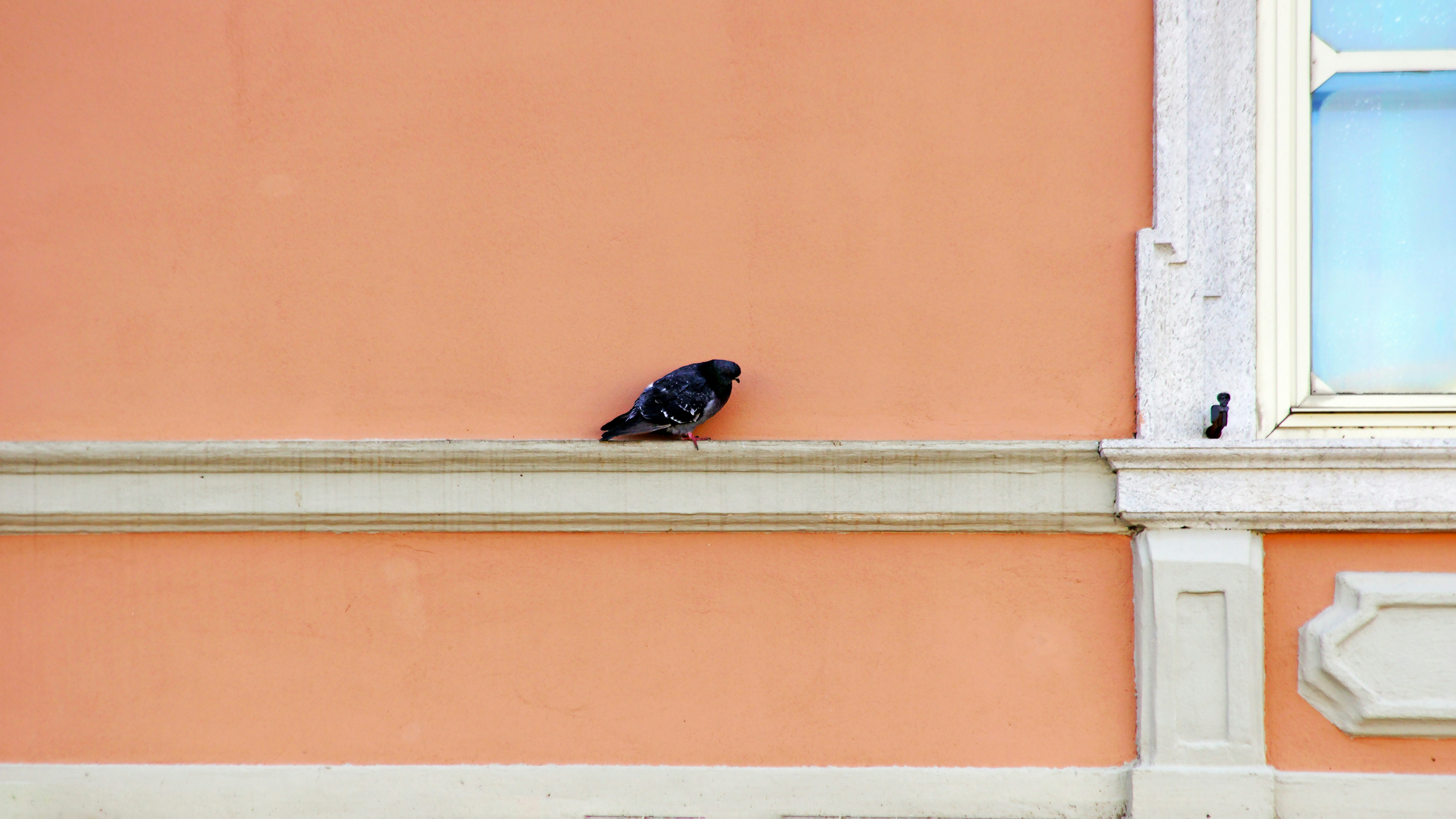 Urban Avian Solitude