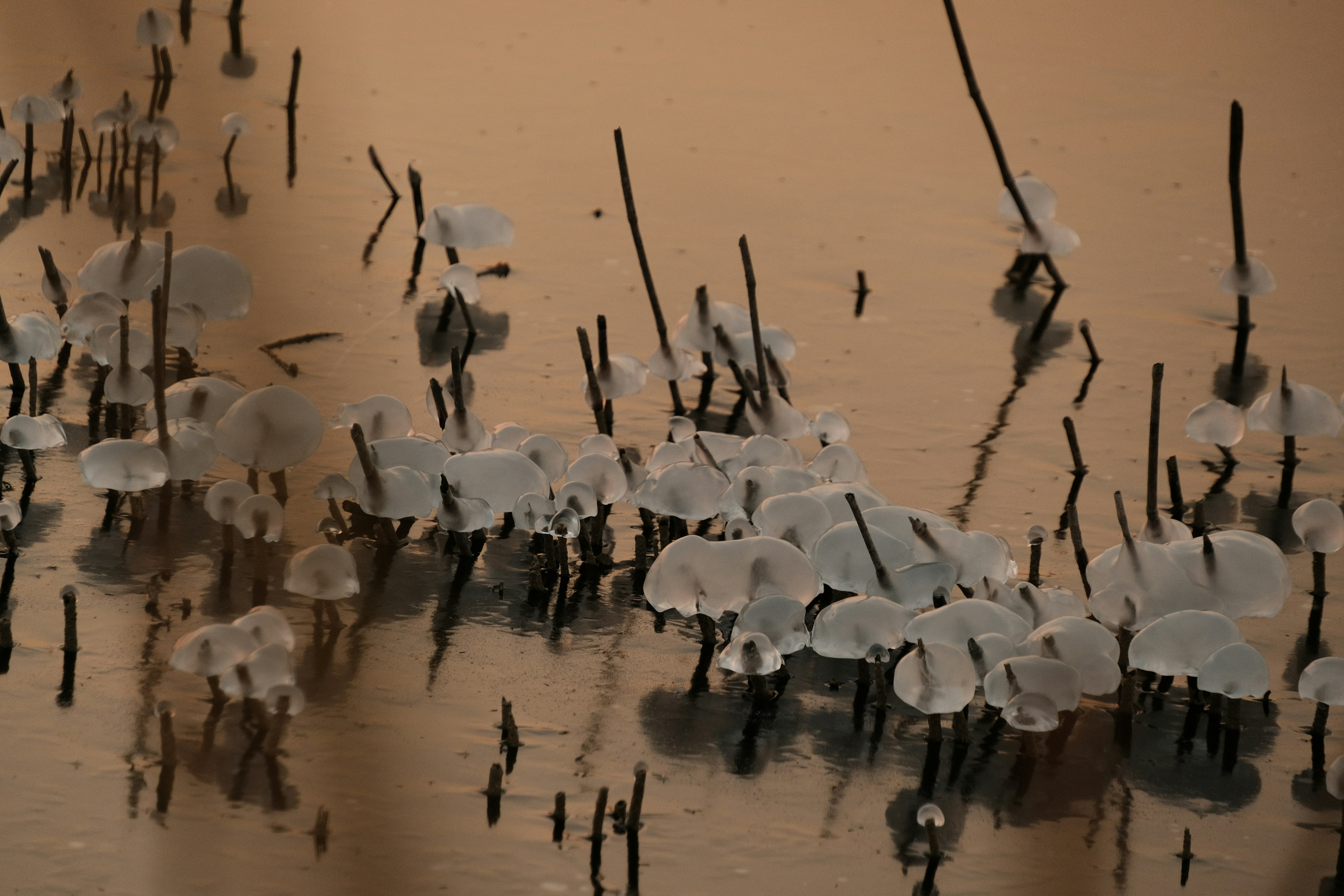 Whispers of the Tidal Marsh