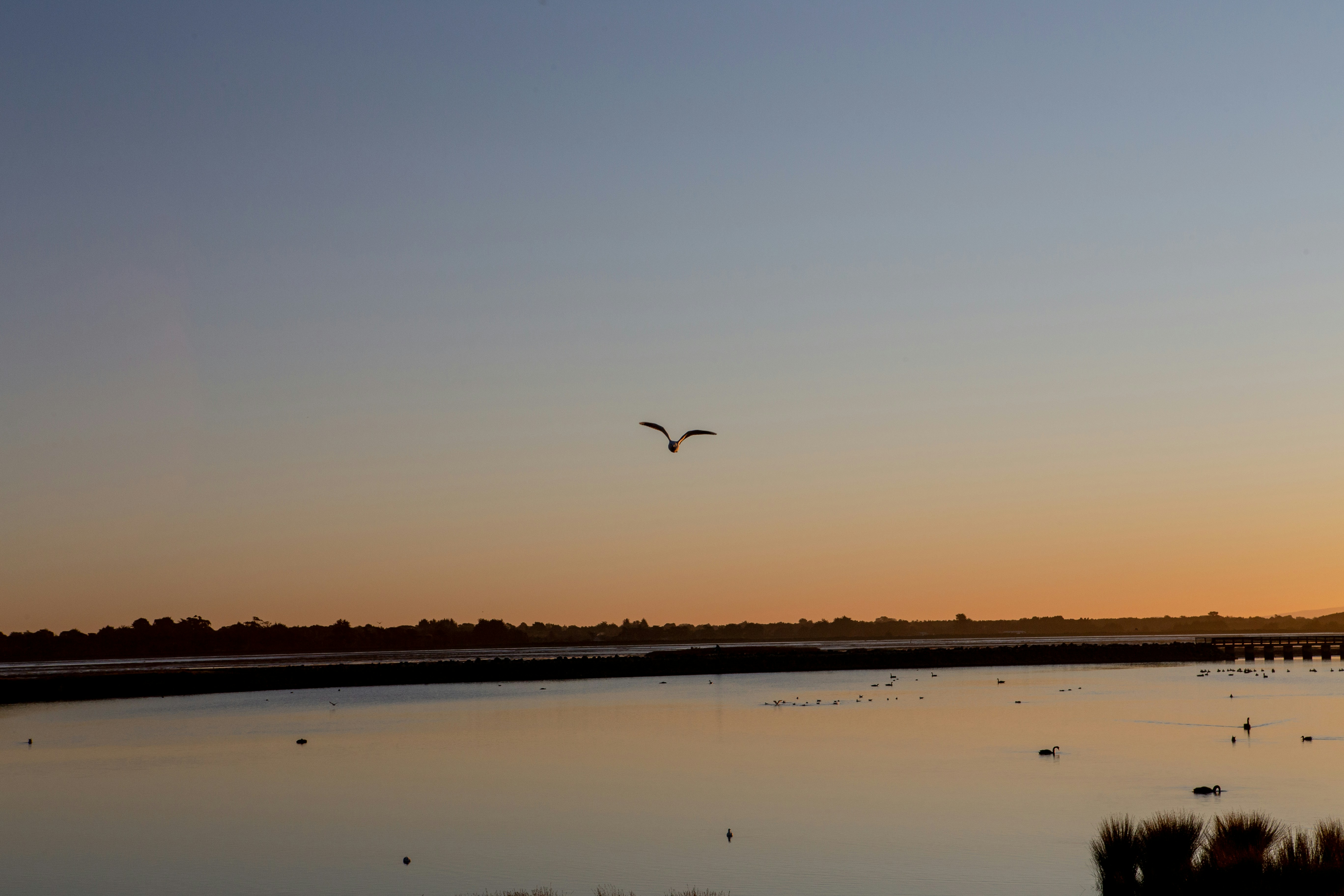 Invercargill | A bird flies over calm water at sunset.