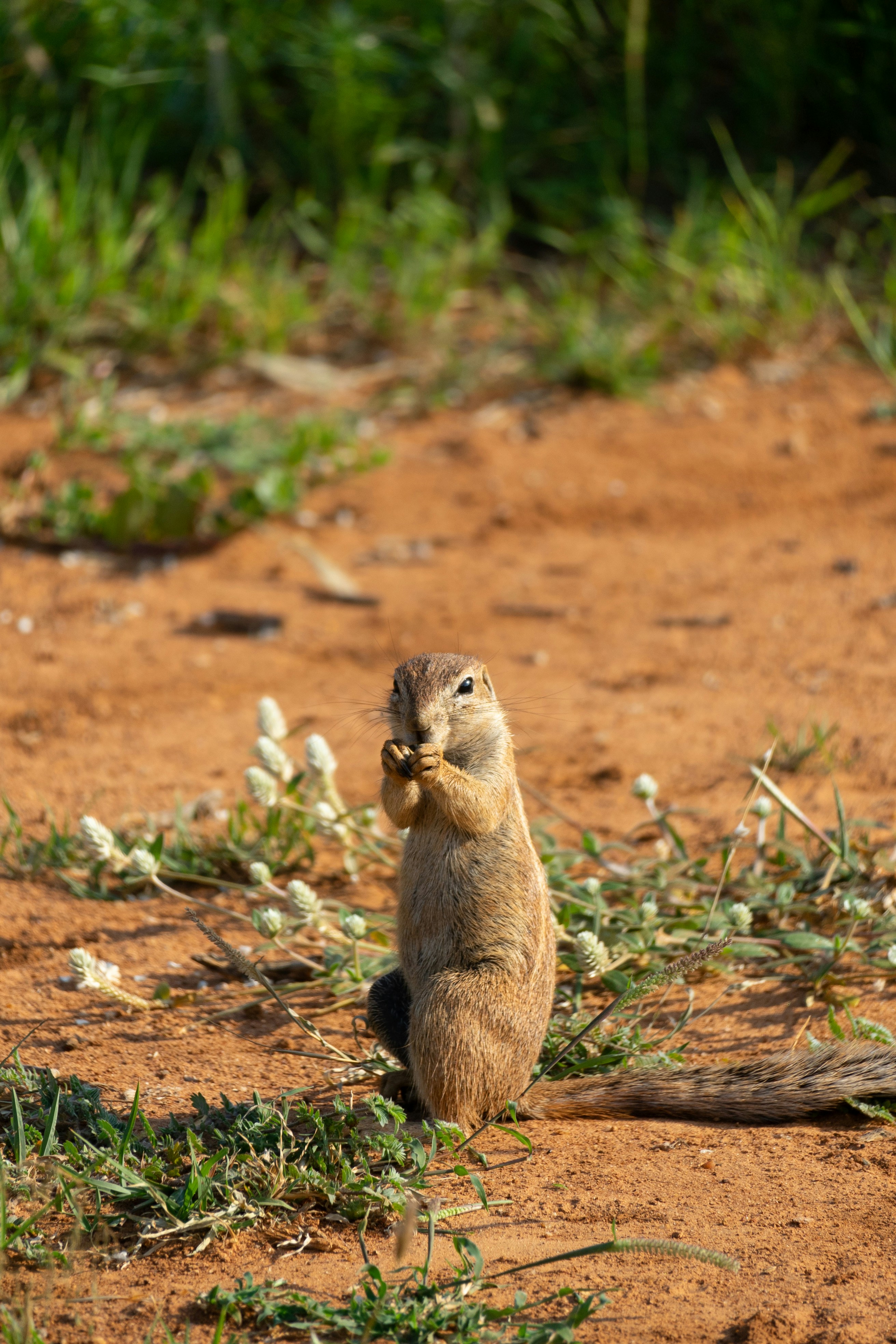 A Moment of Stillness: The Ground Squirrel's Snack Time