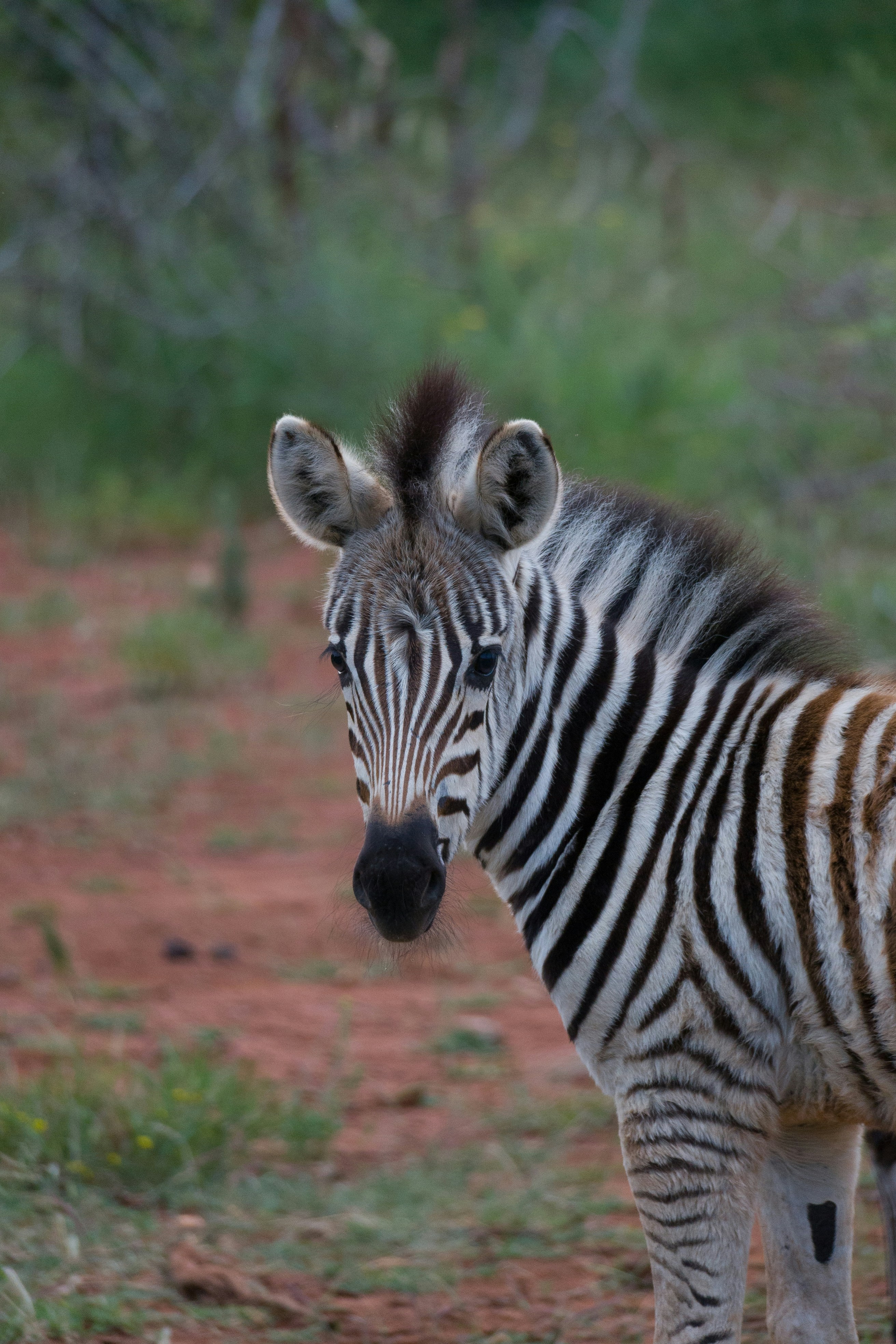 The Curious Gaze of a Young Zebra