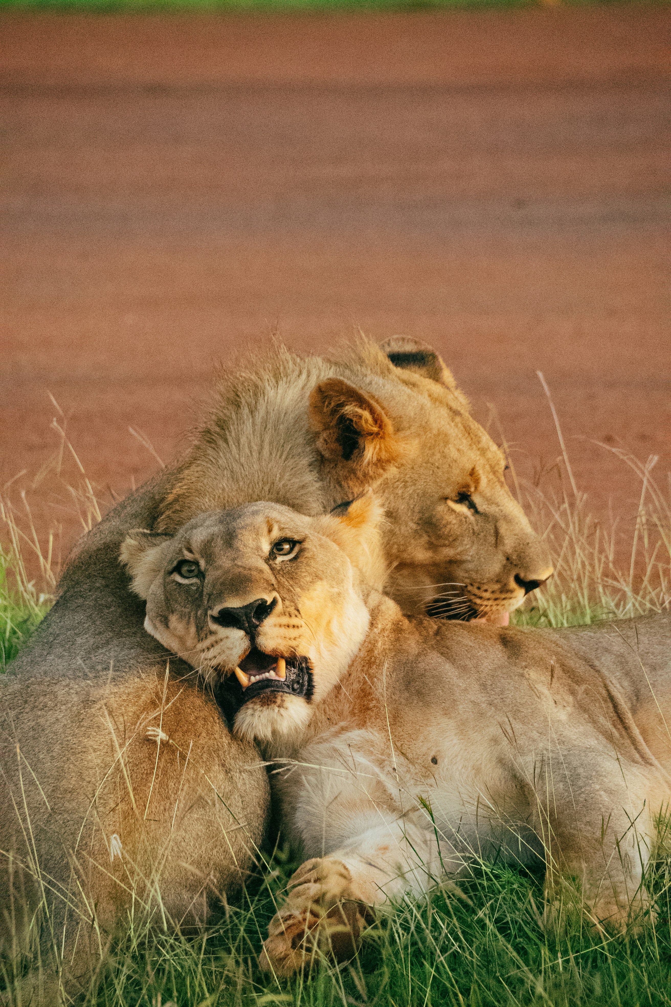 A lion and lioness cuddle in the grass.