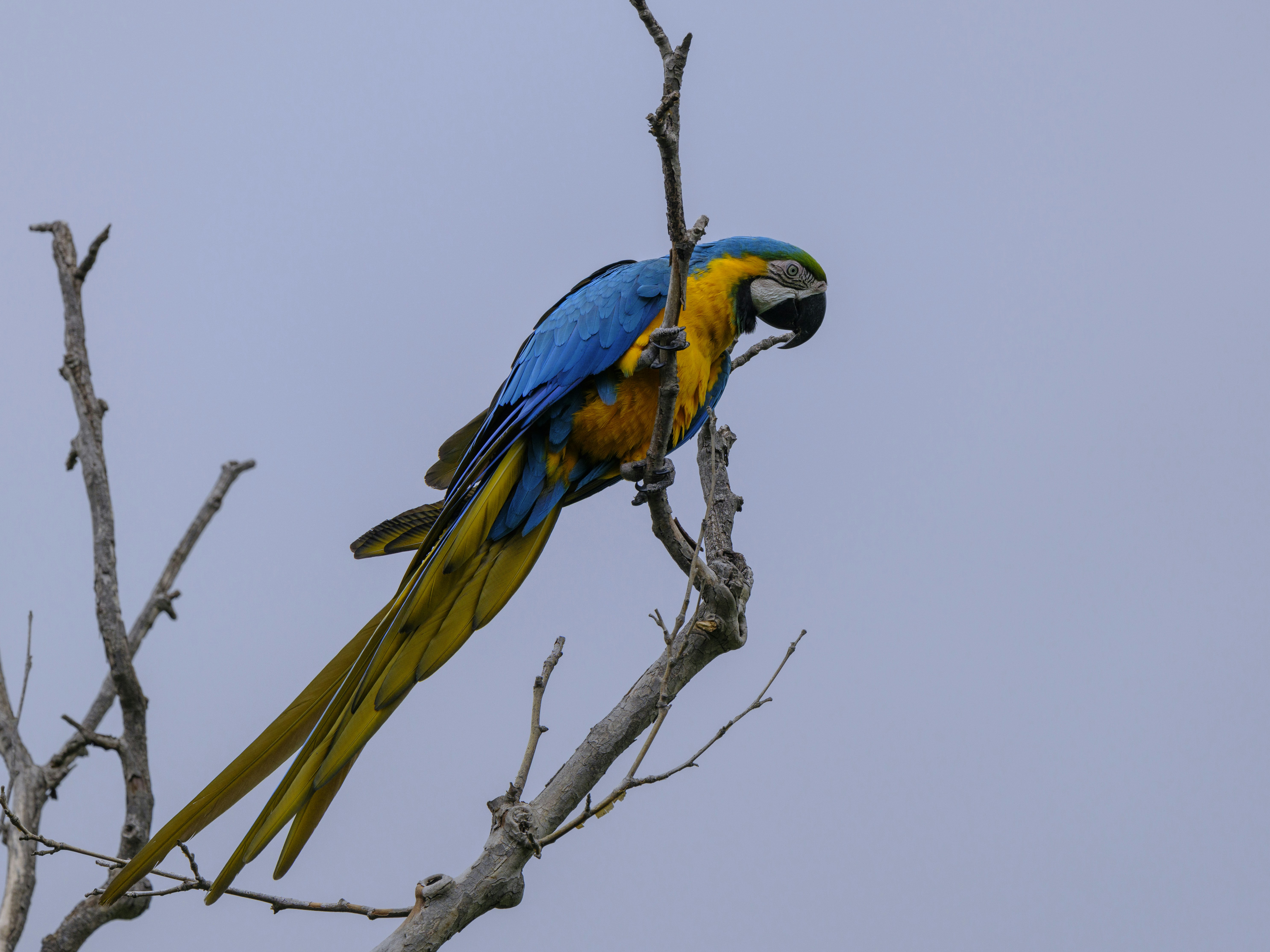 A Vibrant Sentinel of the Canopy