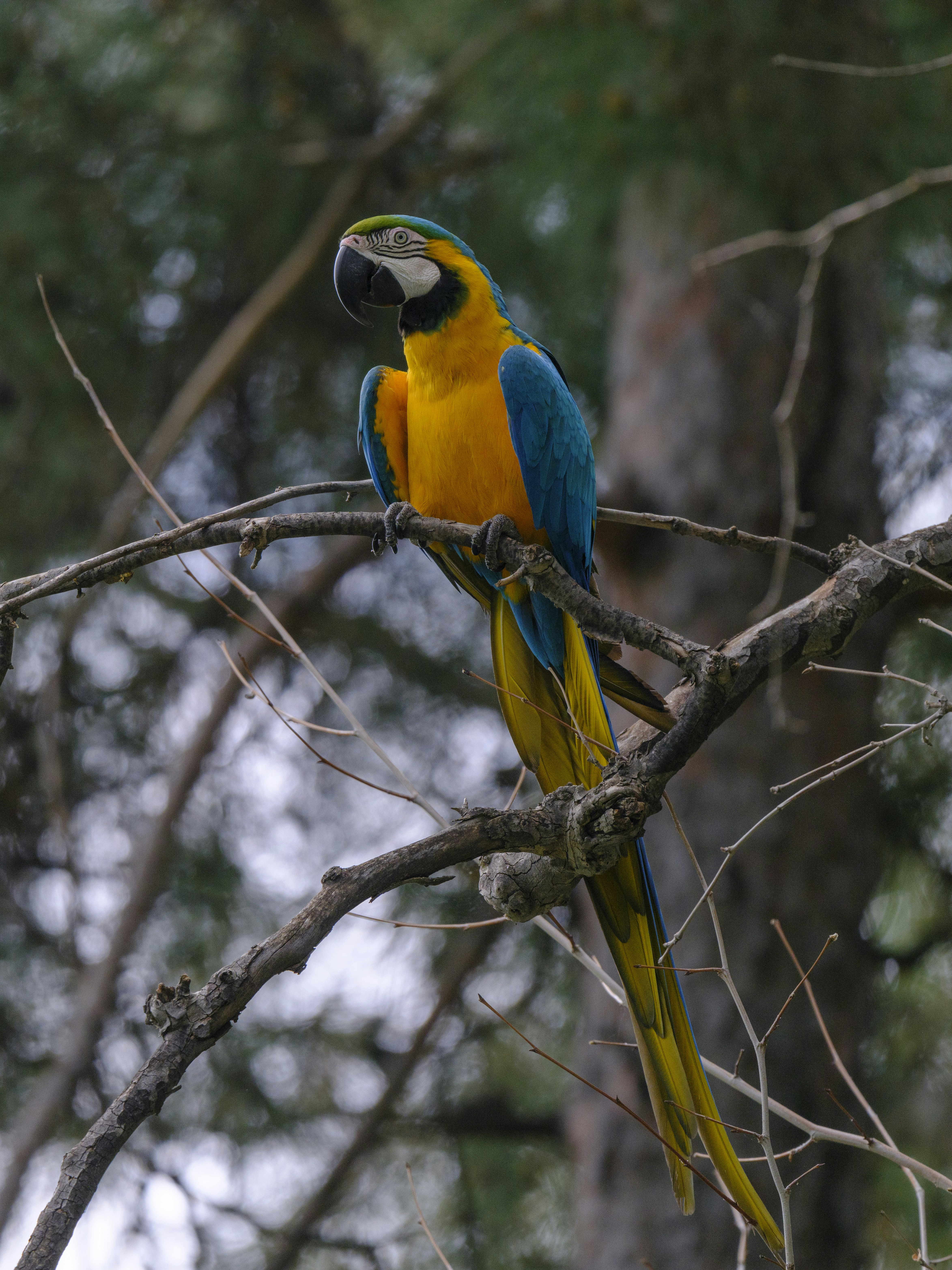 Vibrant Sentinel of the Canopy