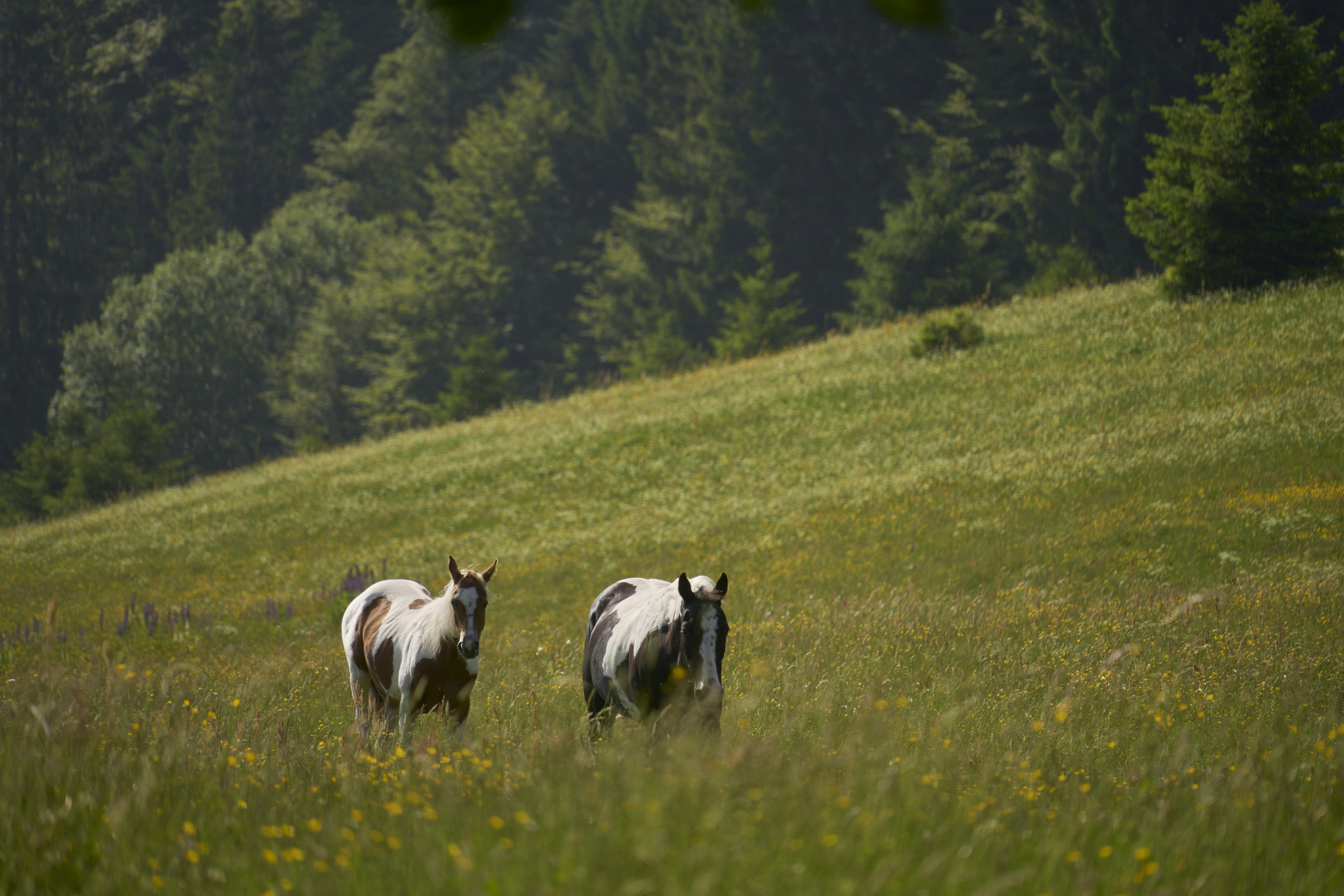 Harmony in Motion: A Serene Meadow Encounter