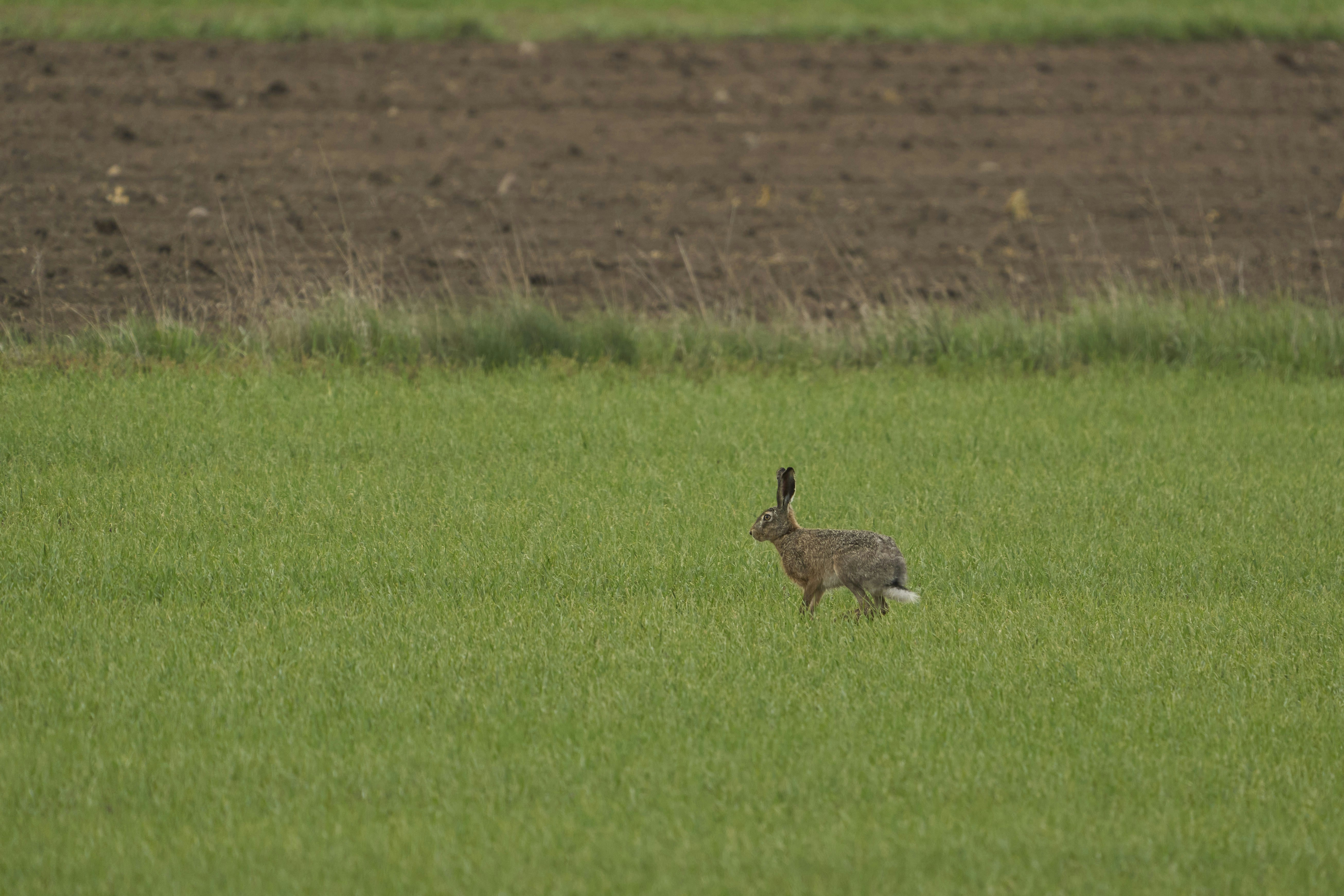 The Silent Watcher of the Meadow