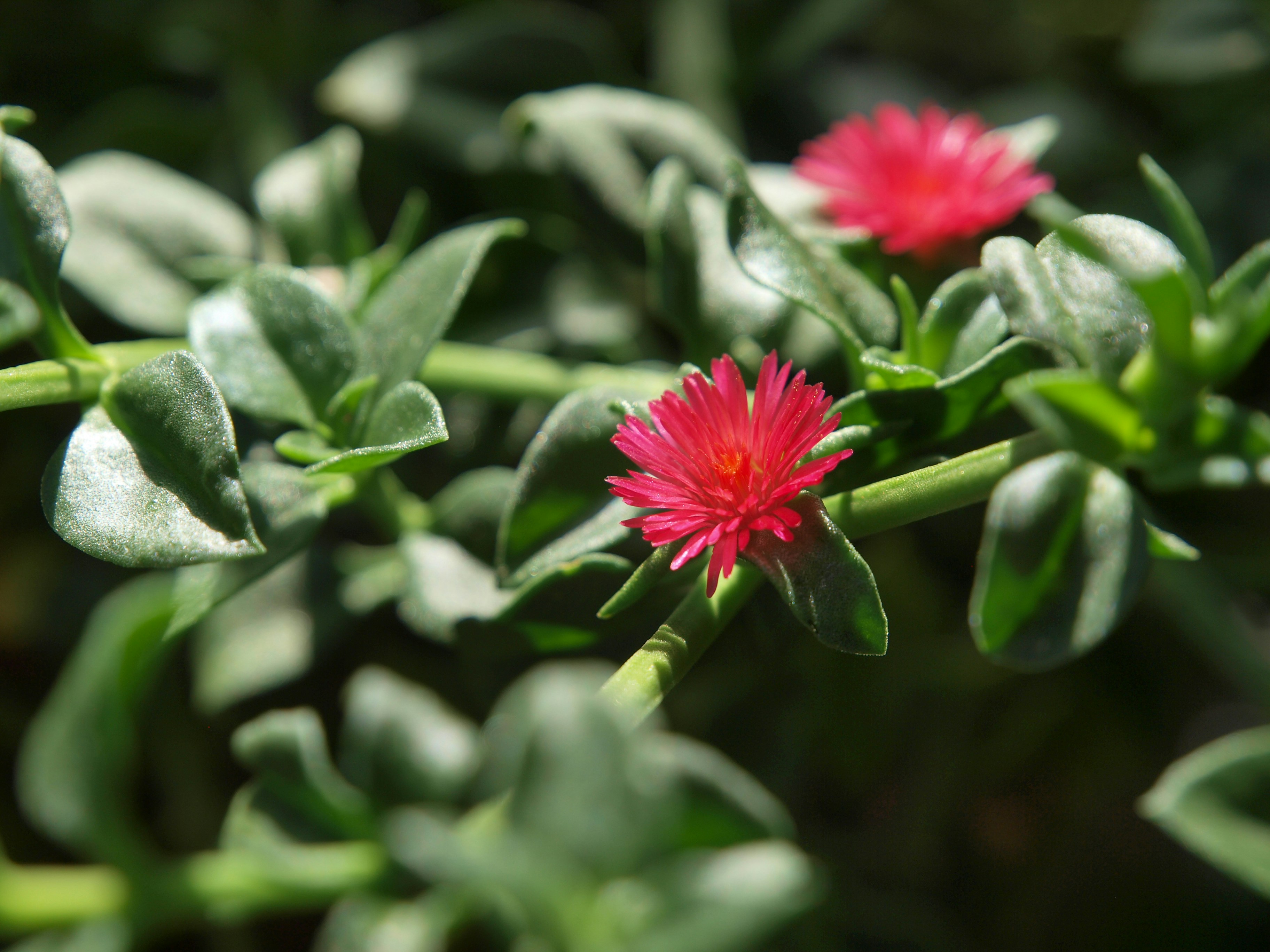 Vibrant Blooms Amidst Lush Greenery