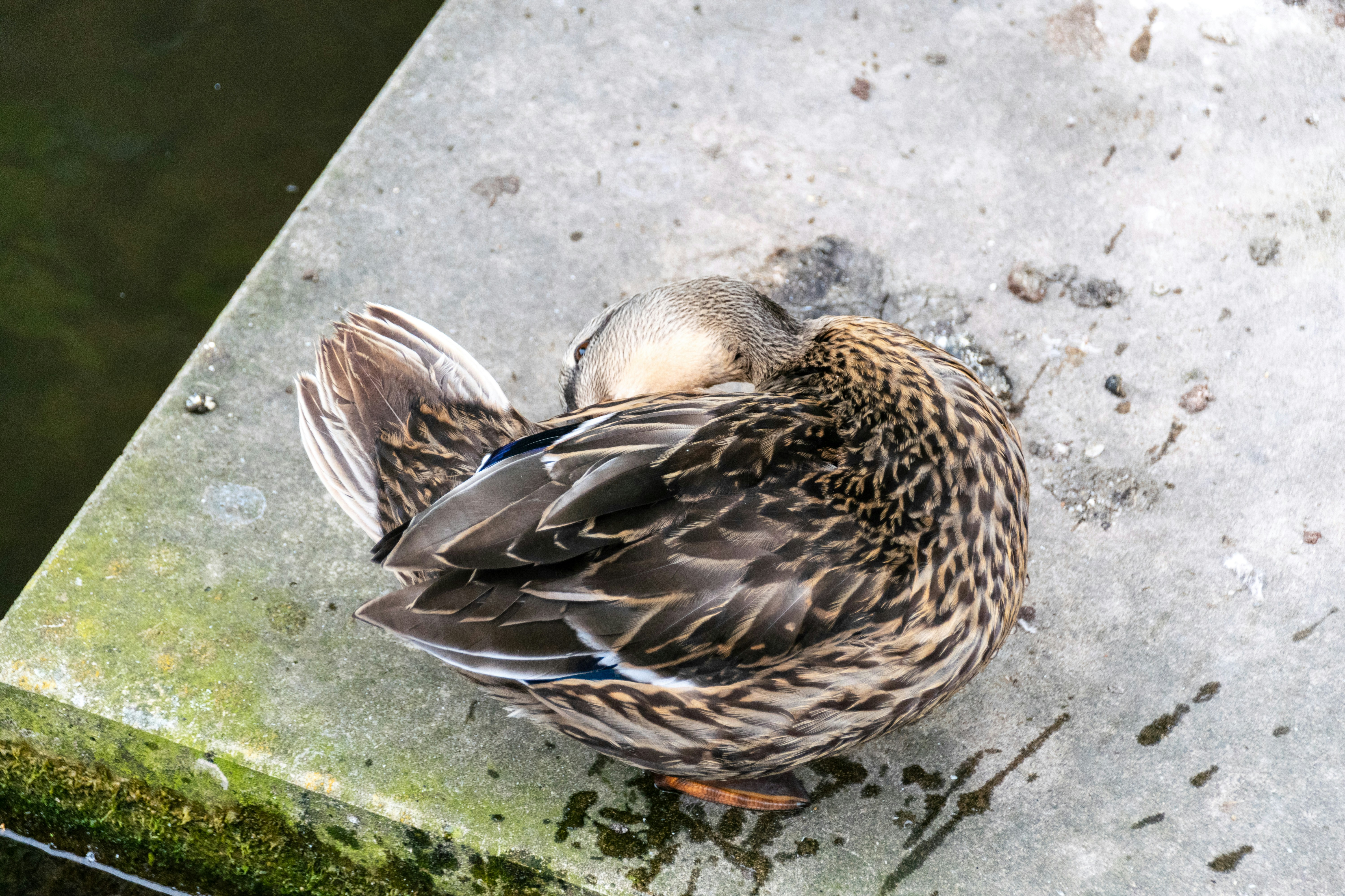 Serene Slumber by the Water's Edge