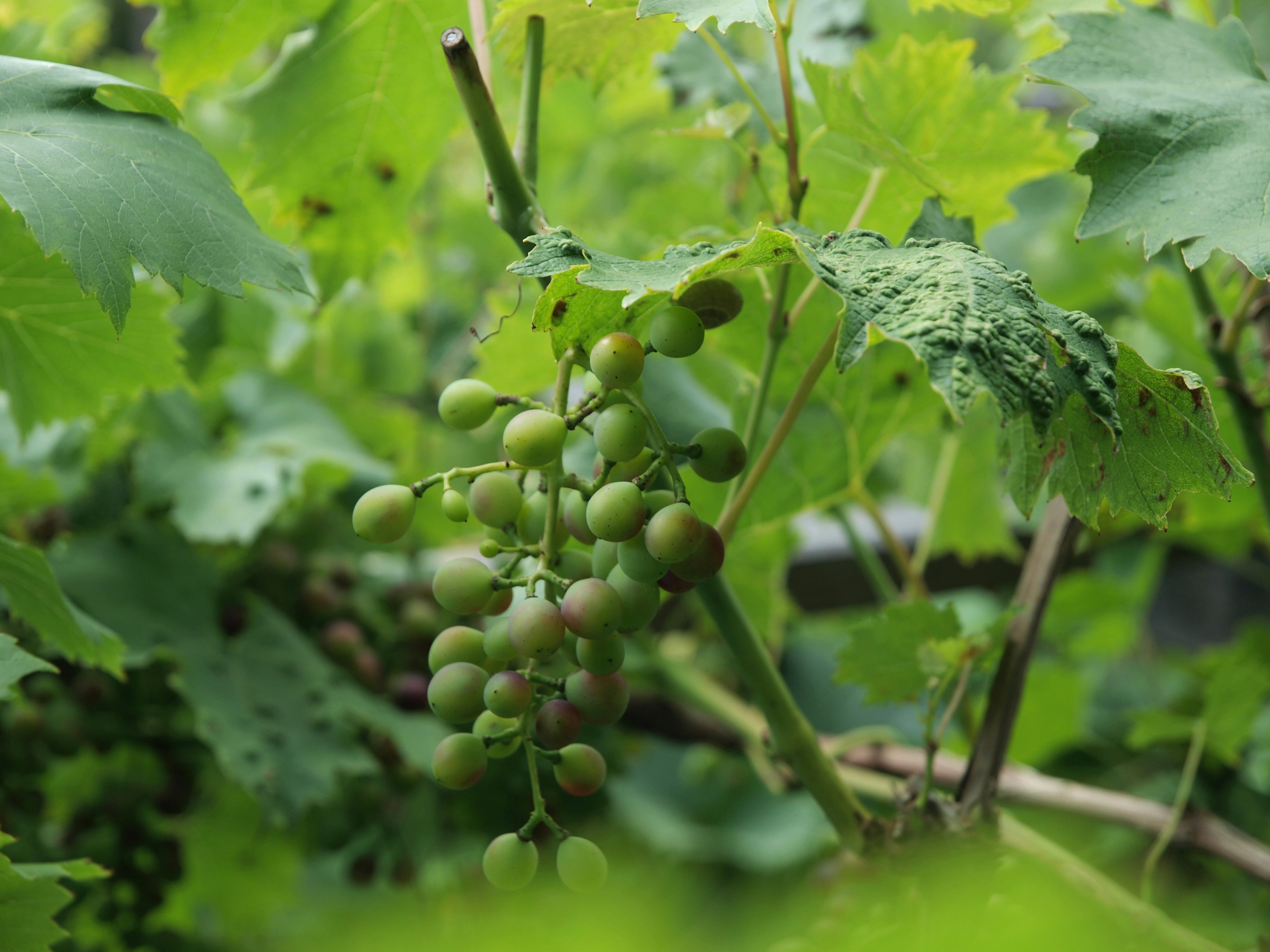 OLYMPUS DIGITAL CAMERA | Green grapes grow on a vine.