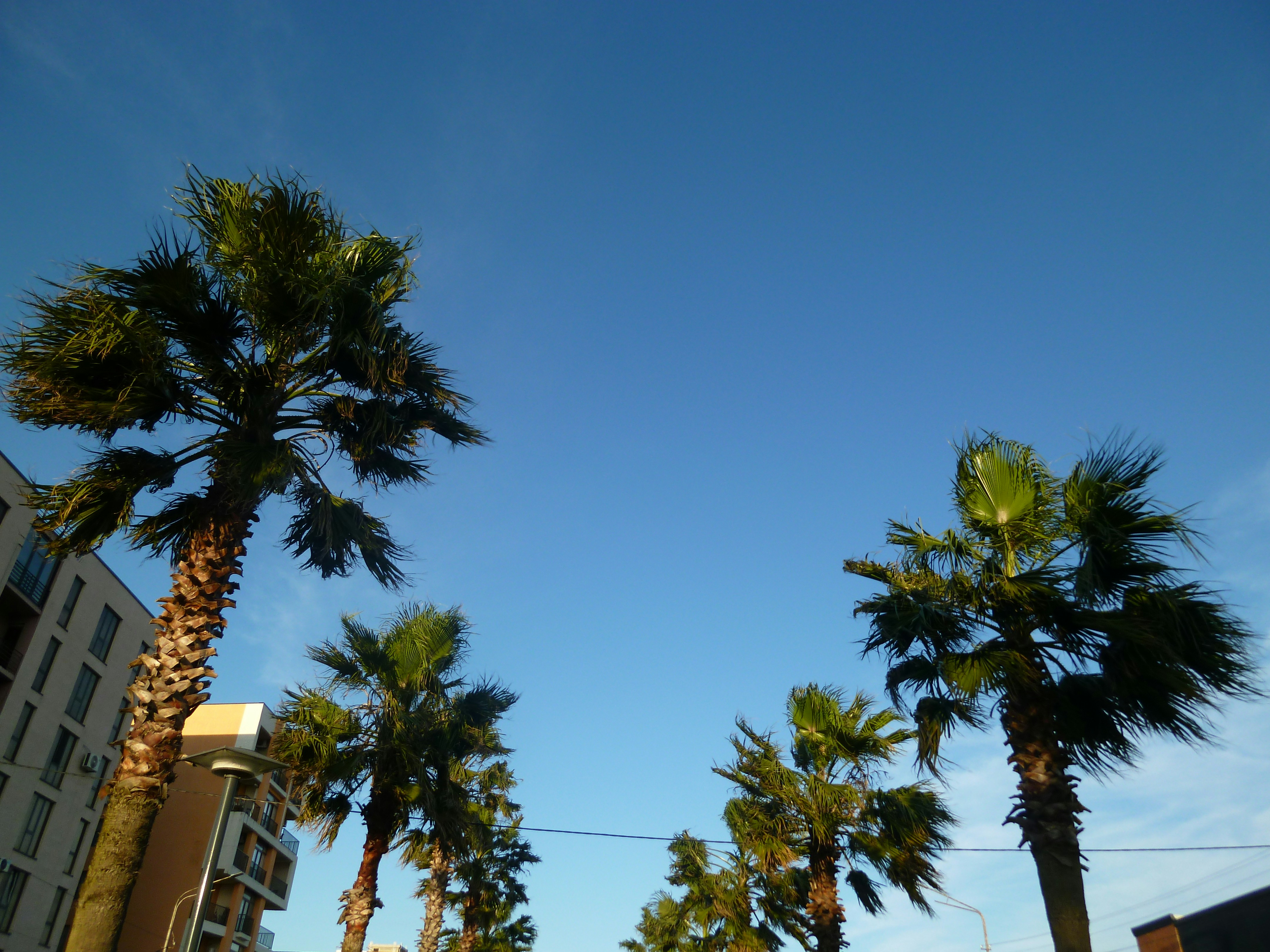 Palm trees reach towards a bright blue sky.