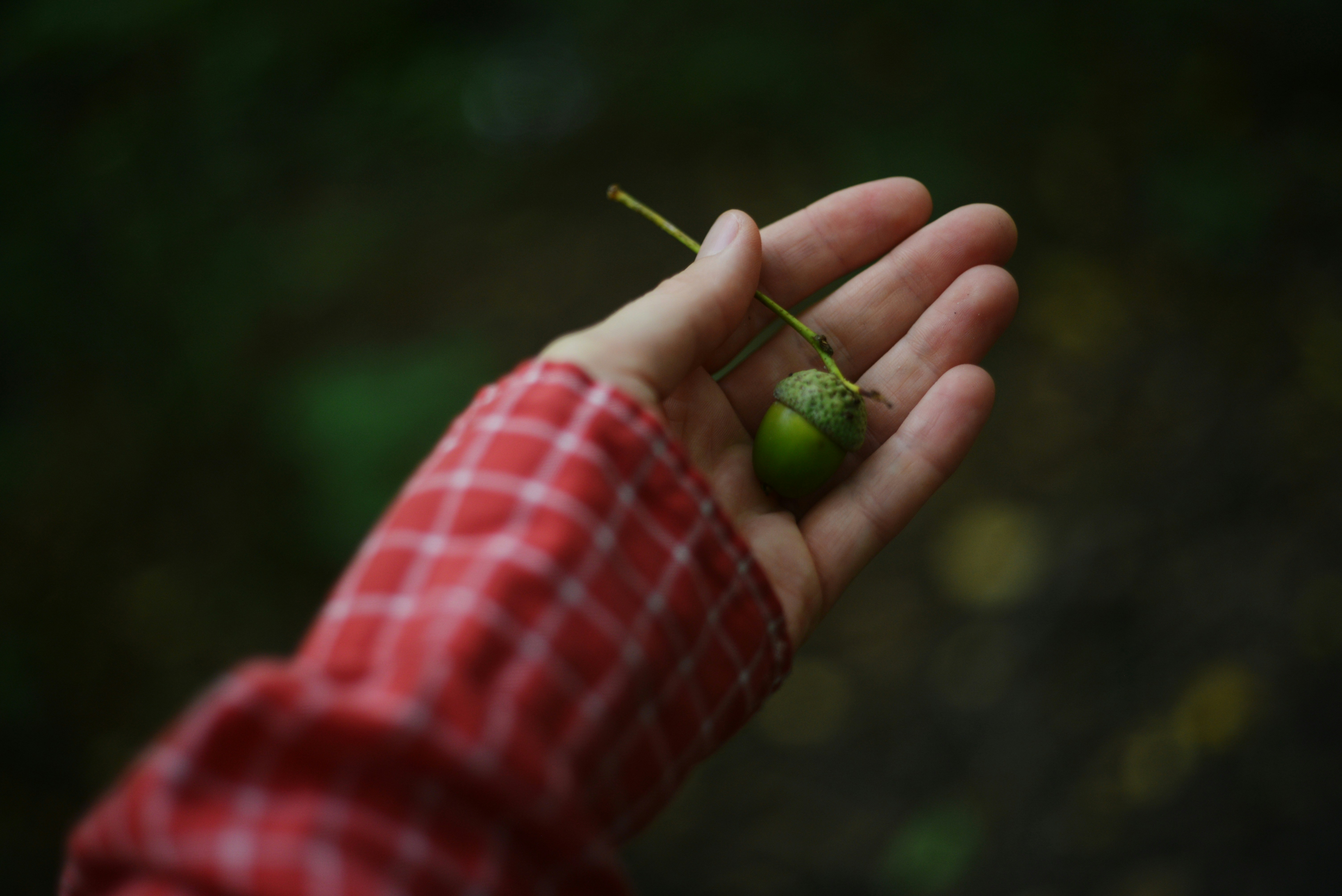 Nature's Small Treasure: The Acorn's Journey
