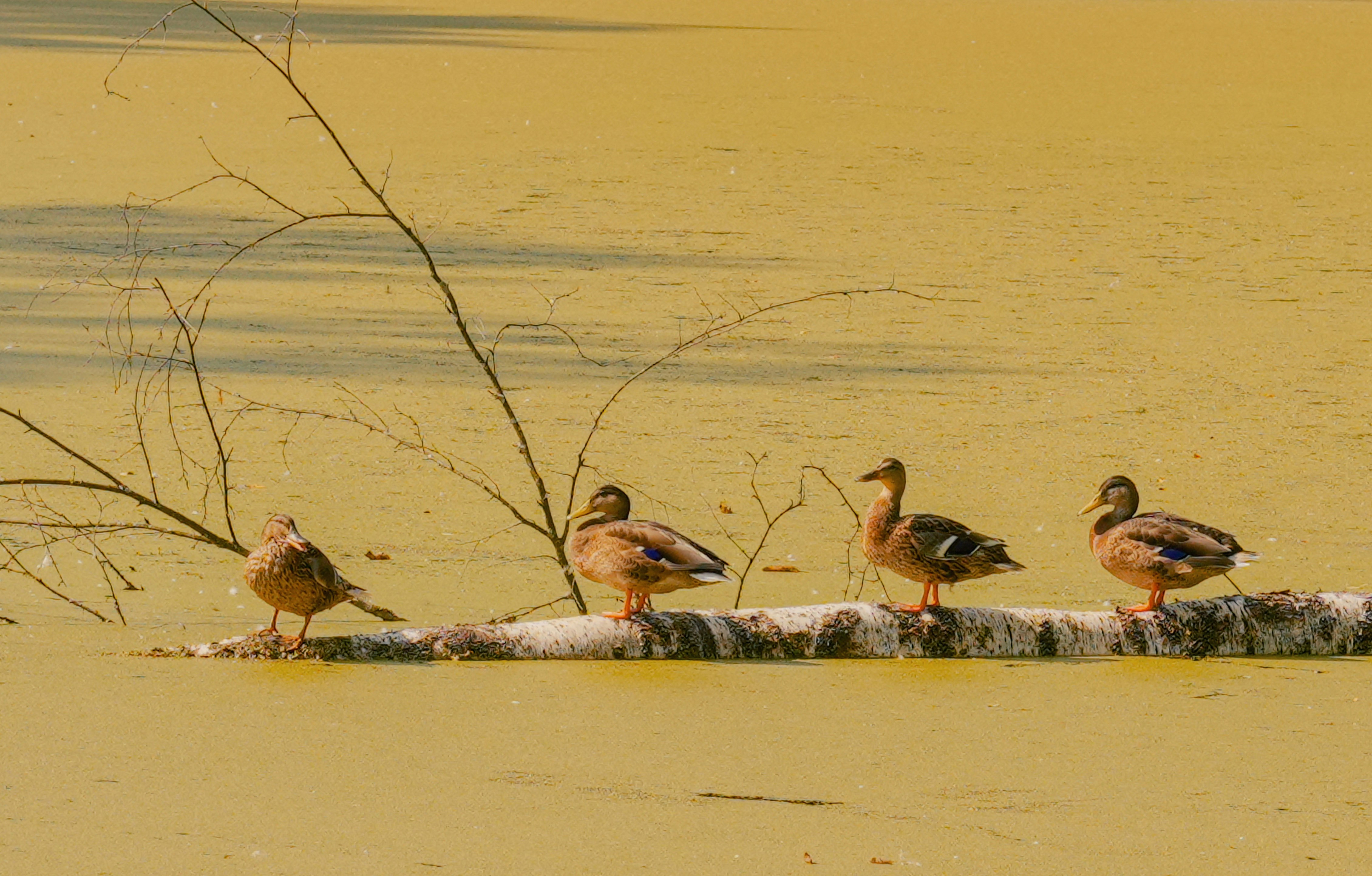 Serenity on the Water: A Gathering of Ducks