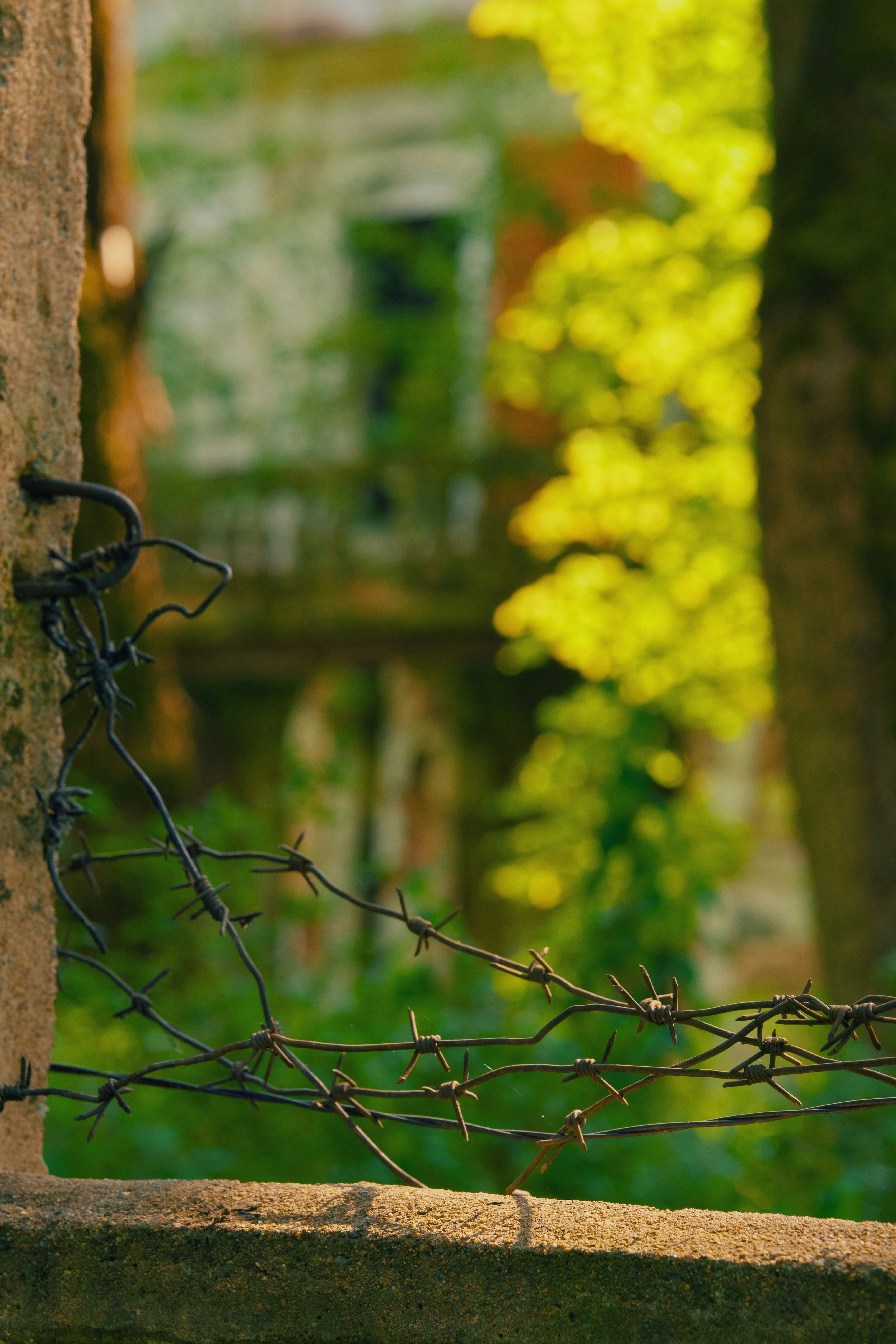 Barbed Line at the Edge: Sunlit Green Blur Behind a Concrete Wall