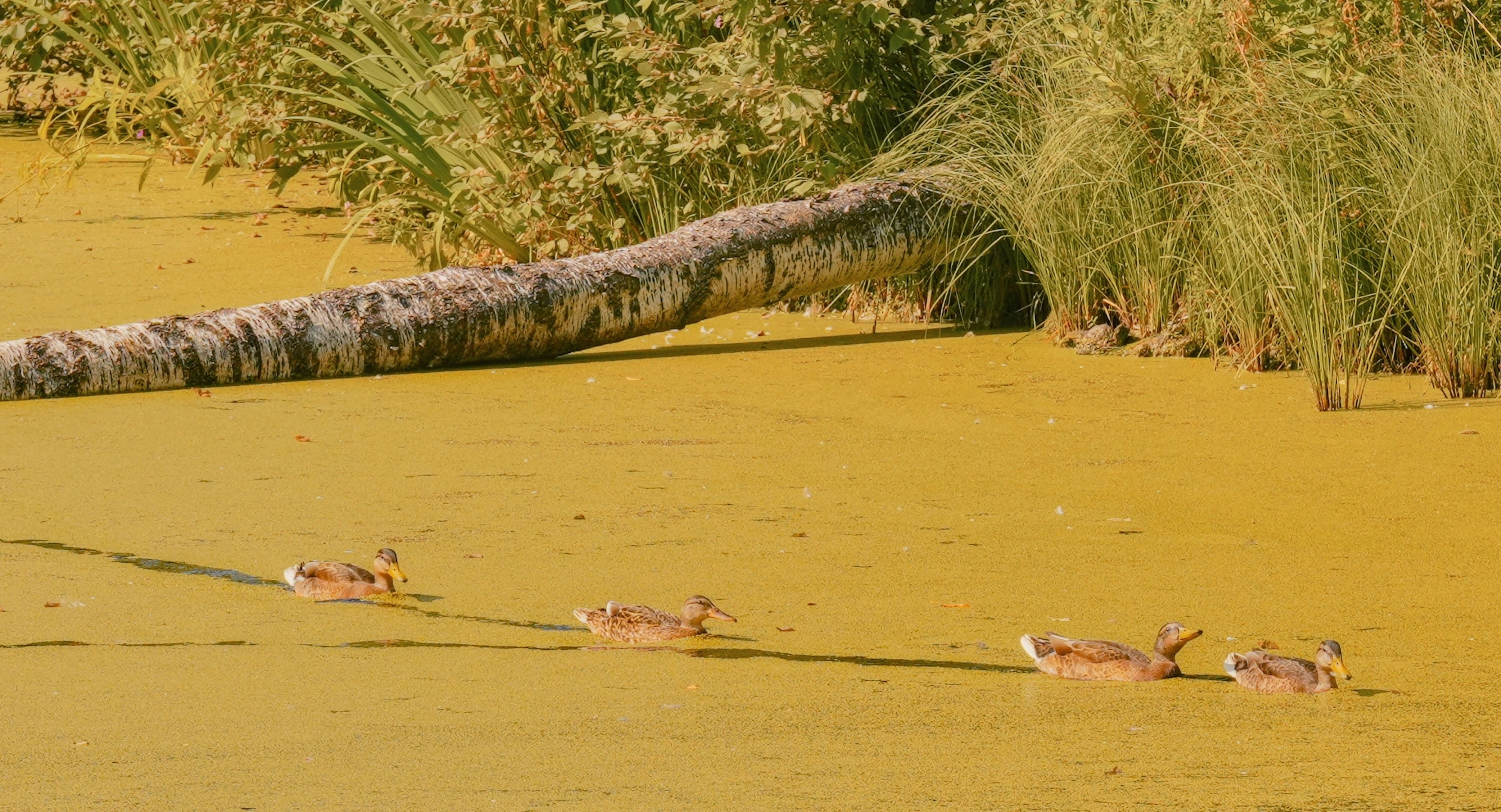 Ducks gliding through a vibrant green pond, surrounded by lush foliage and a fallen log. The scene captures a tranquil moment in nature.
