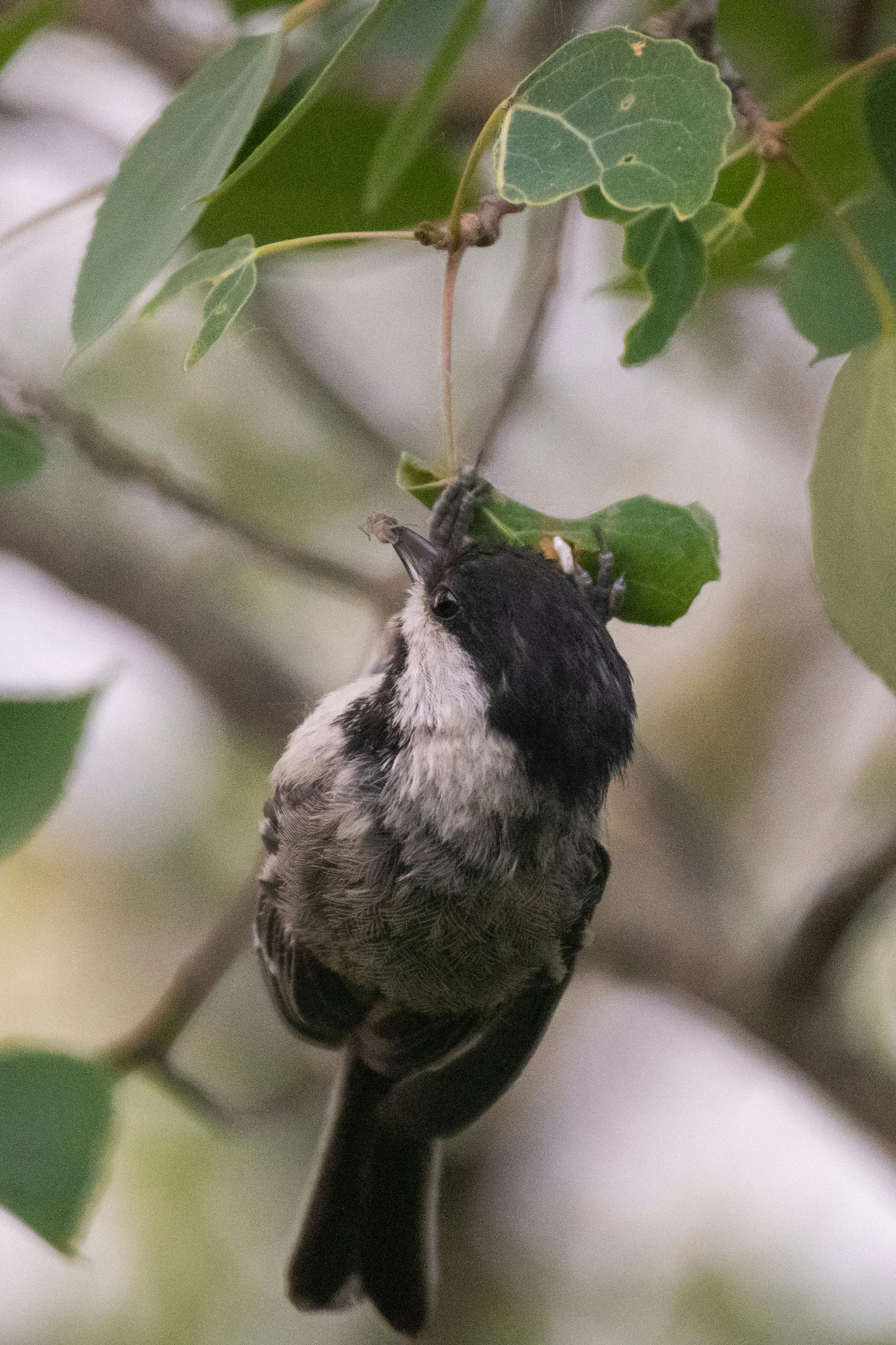 A chickadee hangs from a leafy branch.