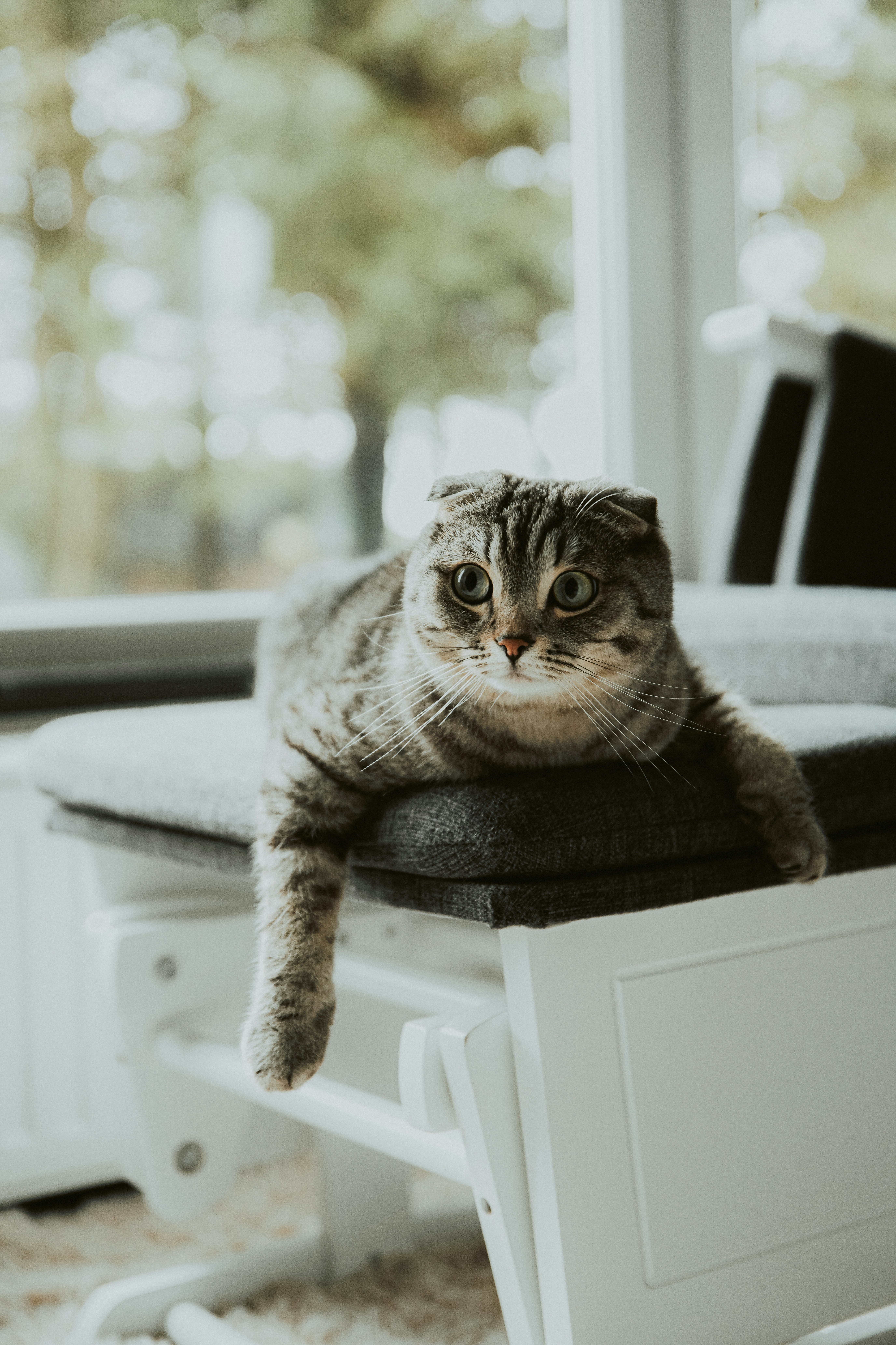 Whiskered Wonder: A Feline's Quiet Contemplation