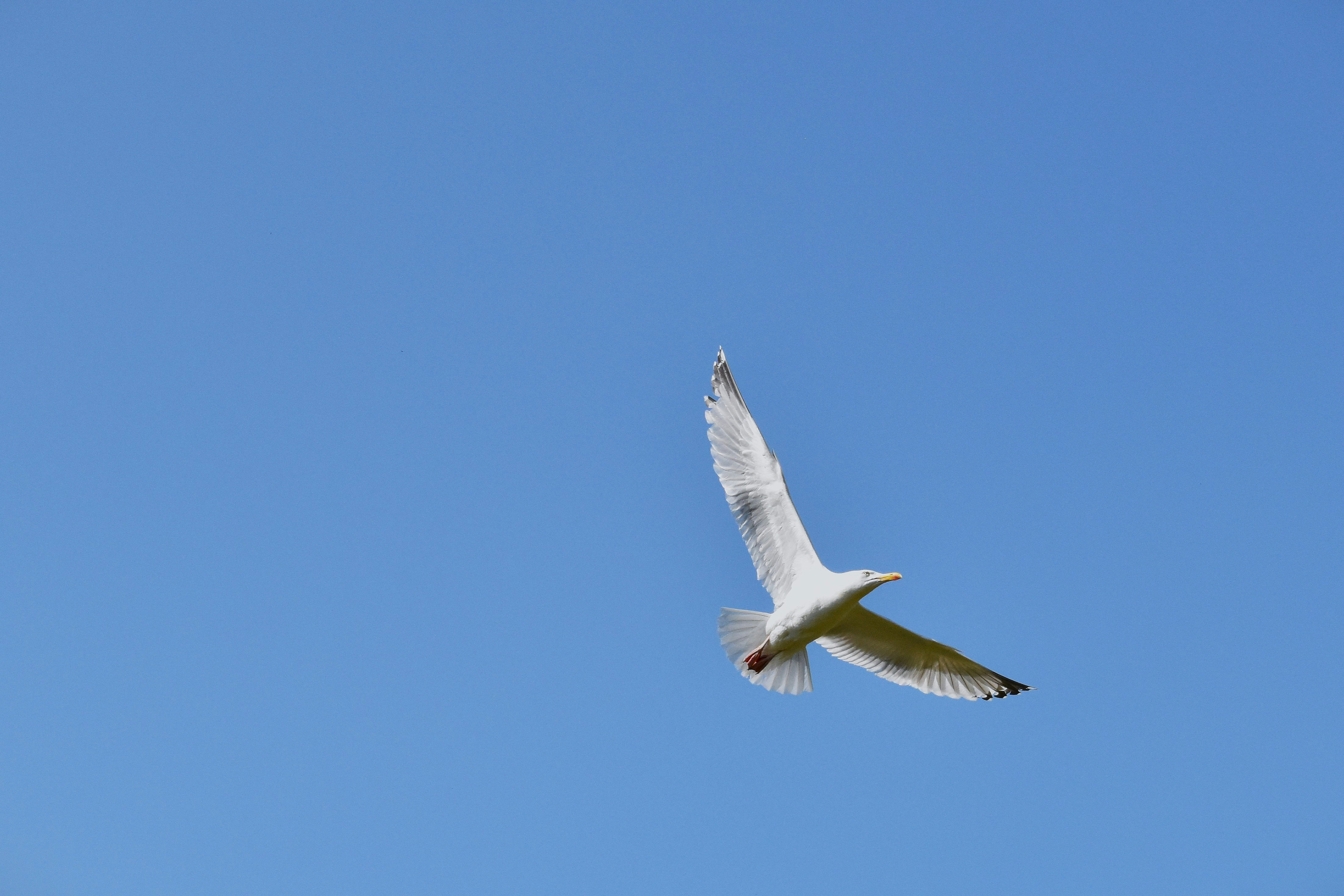 A seagull flies gracefully against the blue sky.