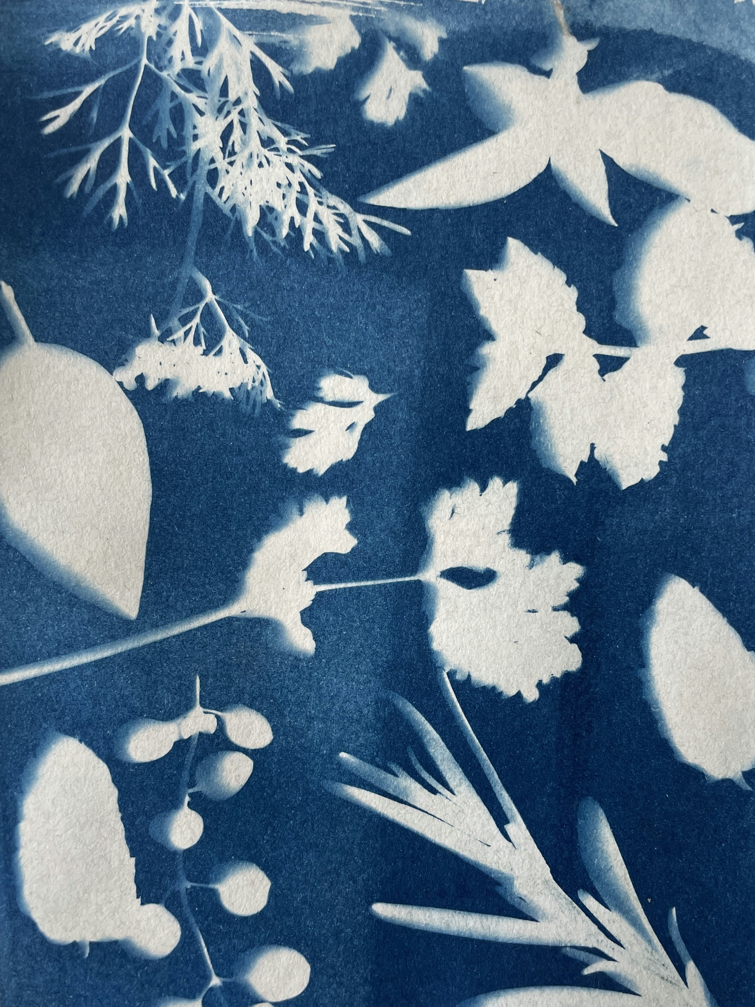 Cyanotype image of herbs. | A cyanotype print of various plants is shown.