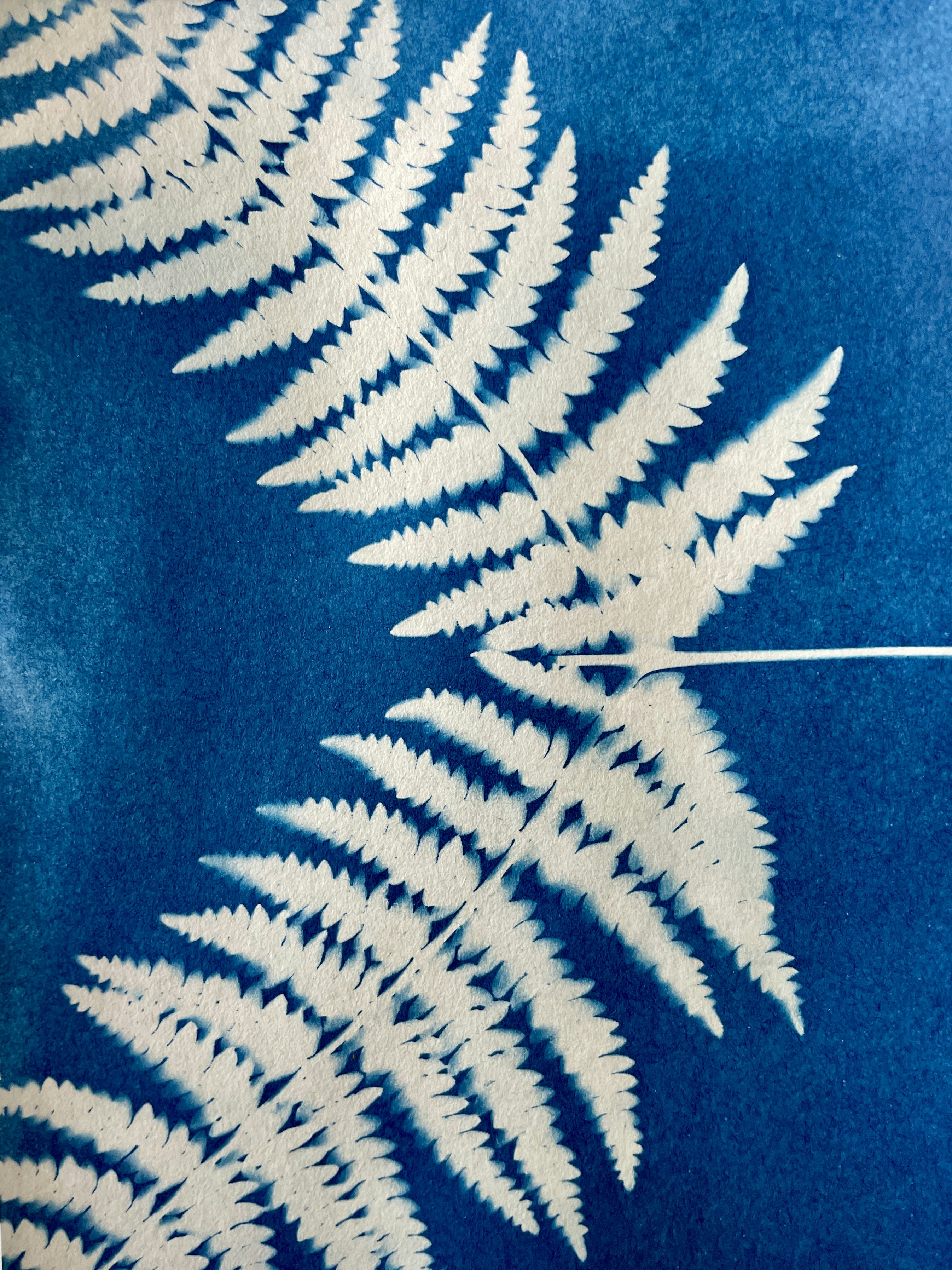 Whispers of Nature: The Fern's Dance on Cyan