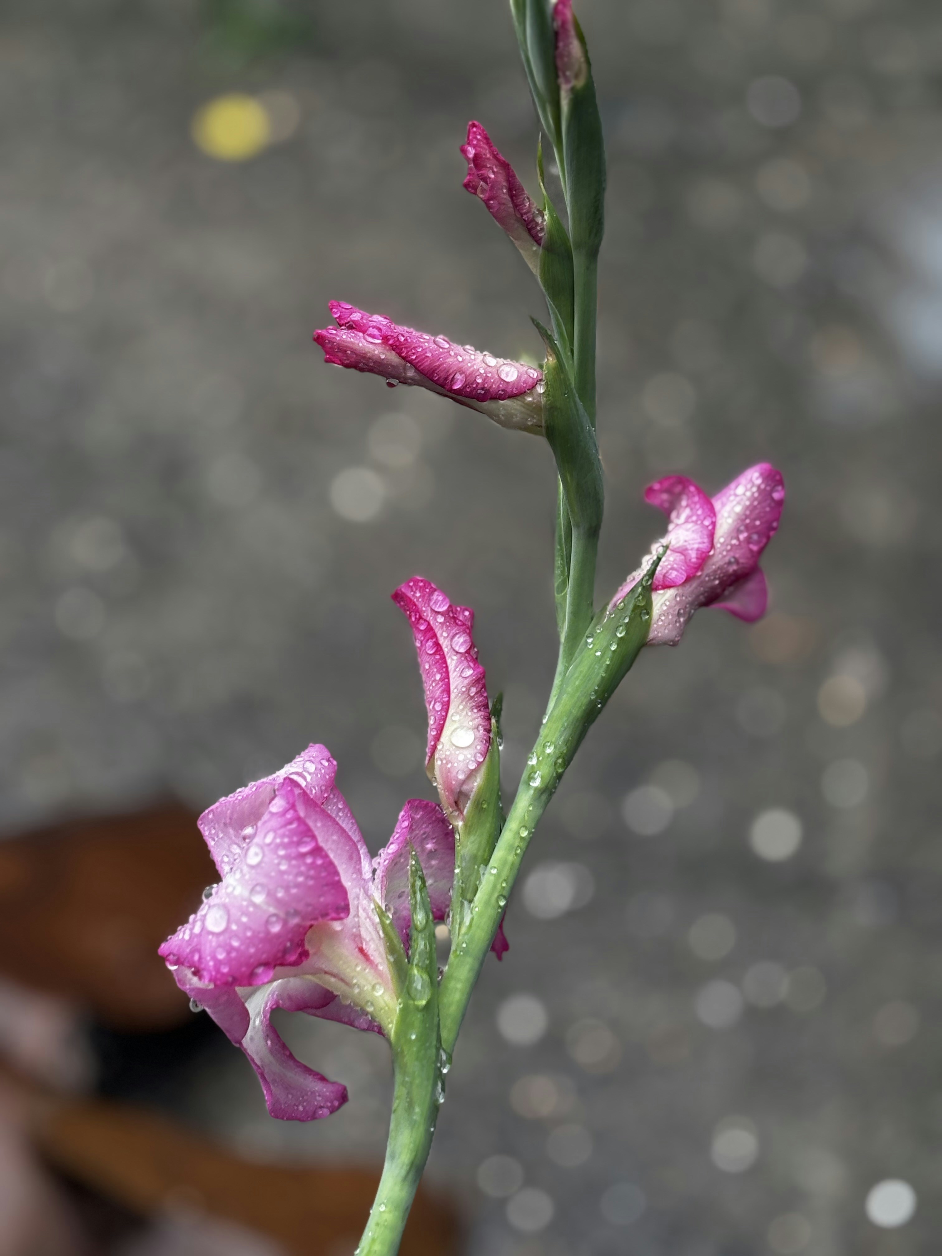Nature's Dew-Kissed Elegance