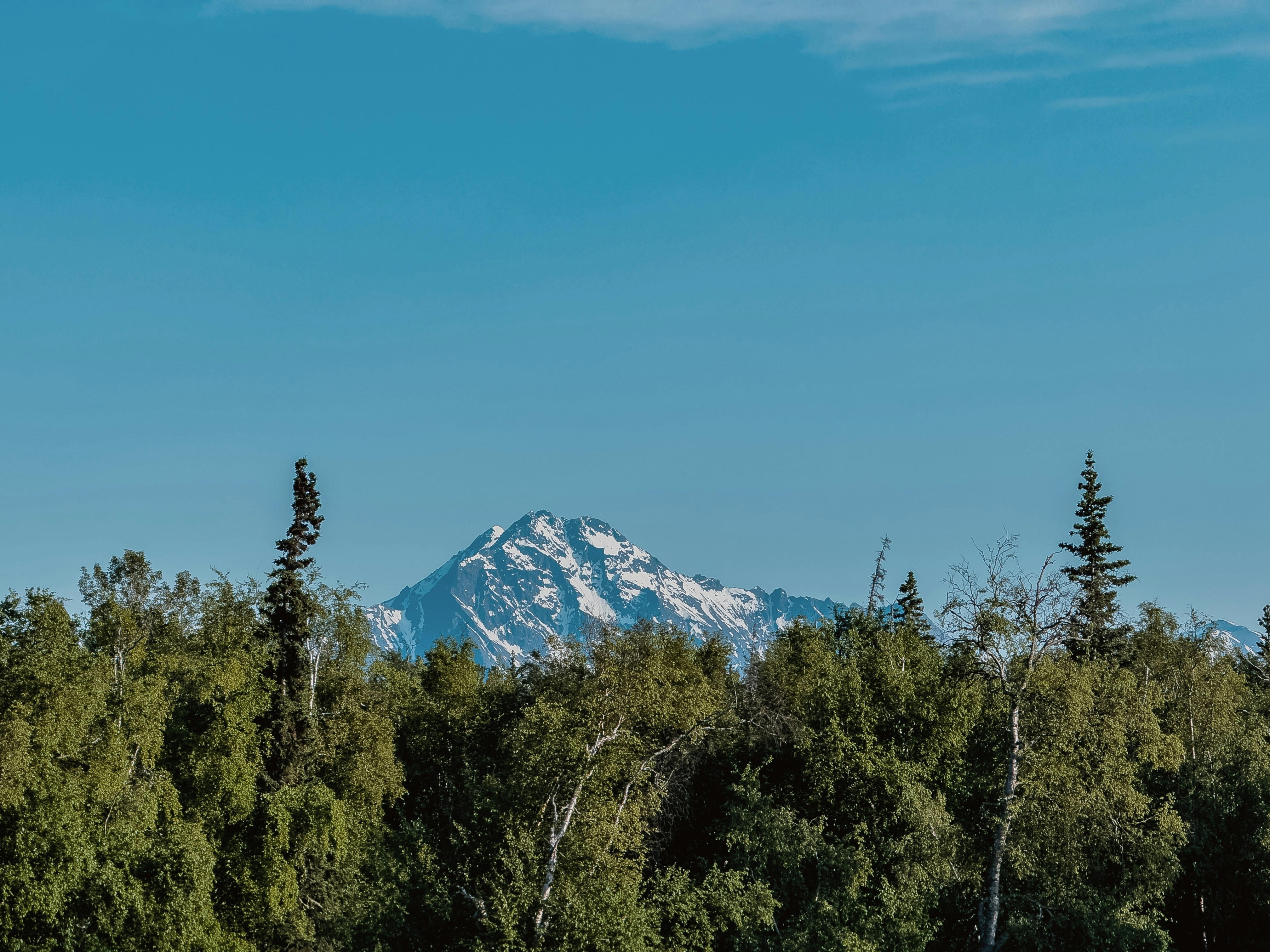 Snow-capped mountain rises majestically above a dense forest of evergreen trees under a clear blue sky.