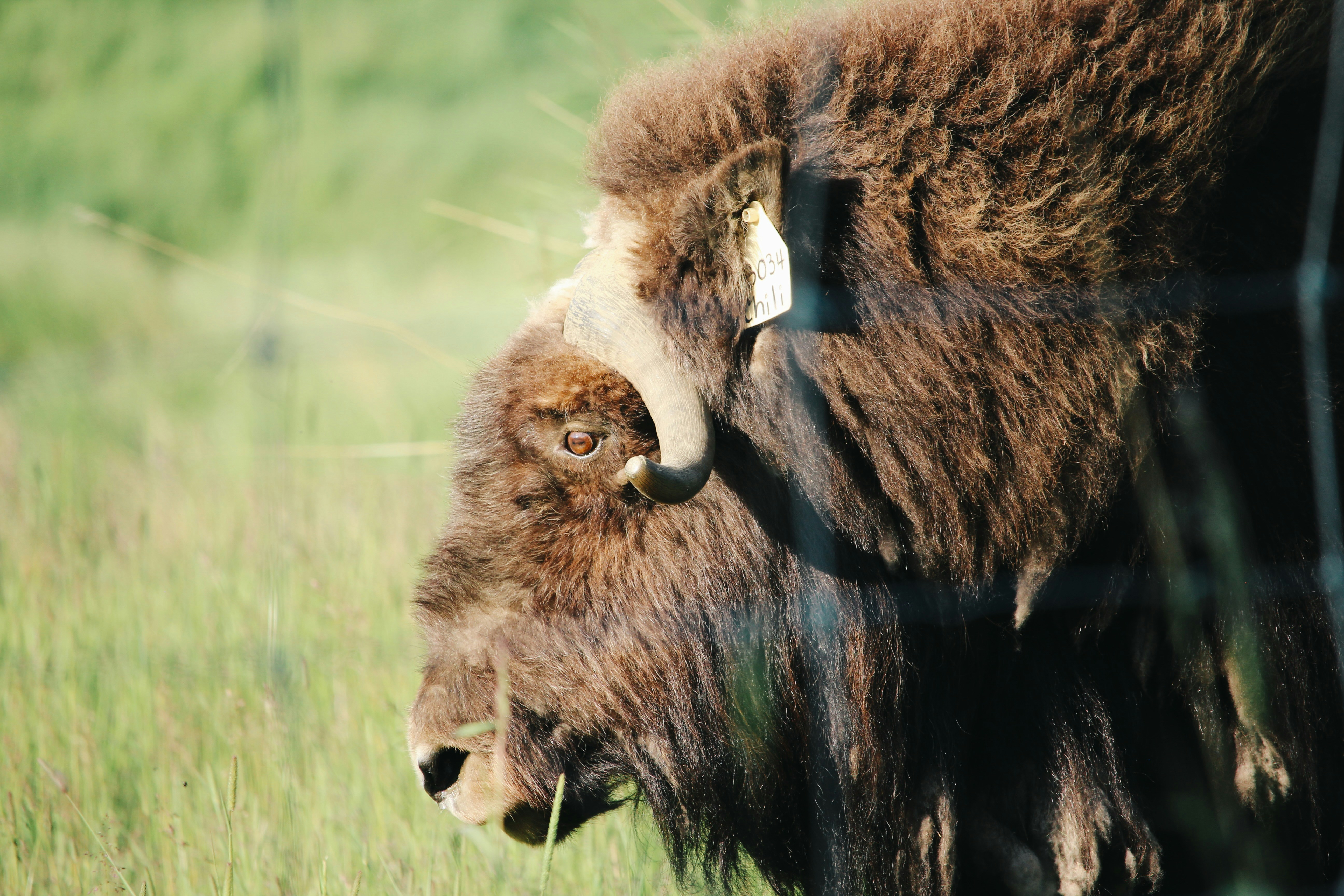 MuskOx | A muskox is seen in its habitat.