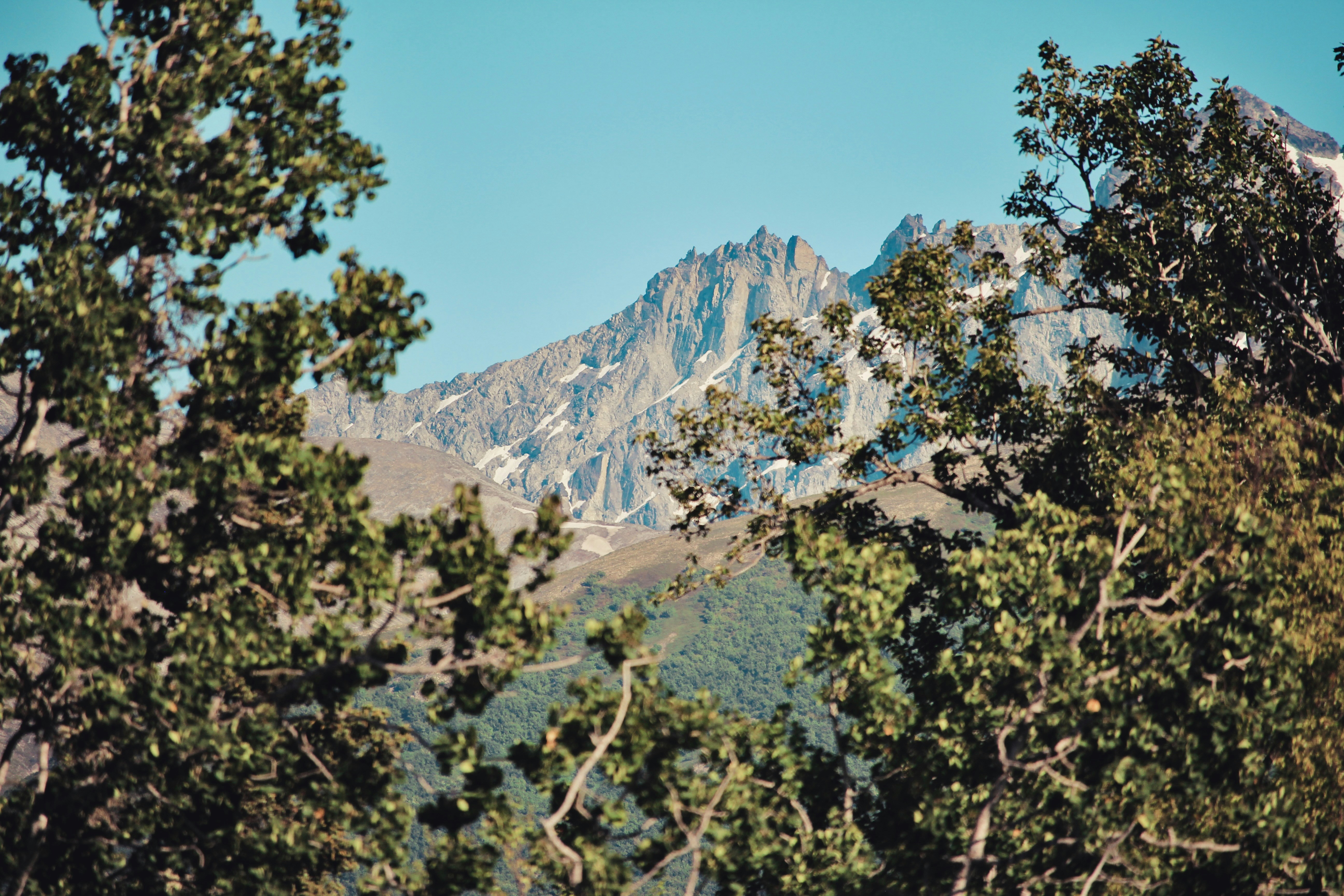 Mountains loom behind leafy tree branches.