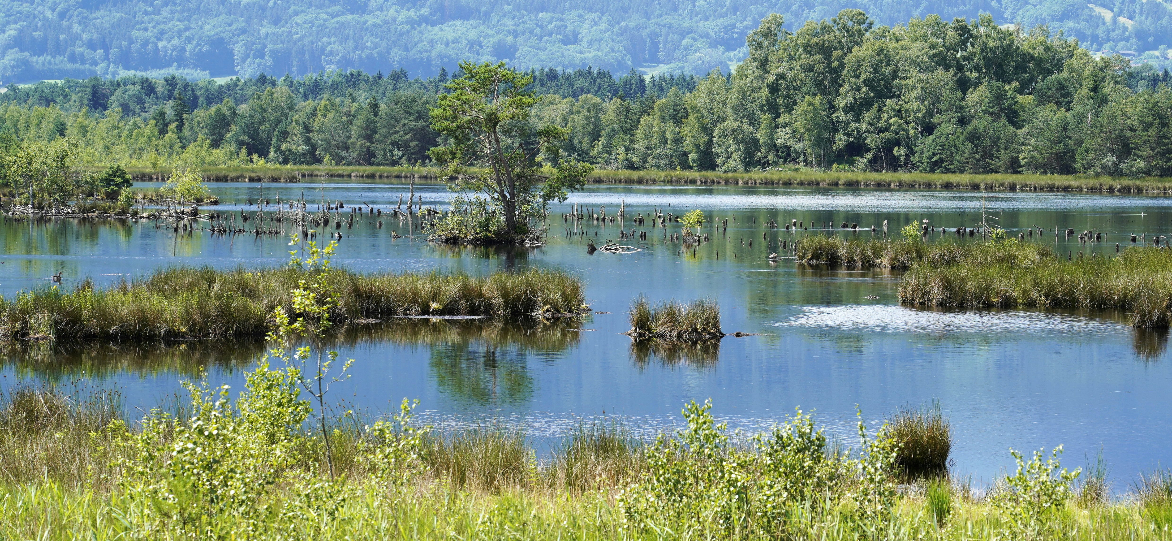 A scenic lake scene with lush greenery and trees.