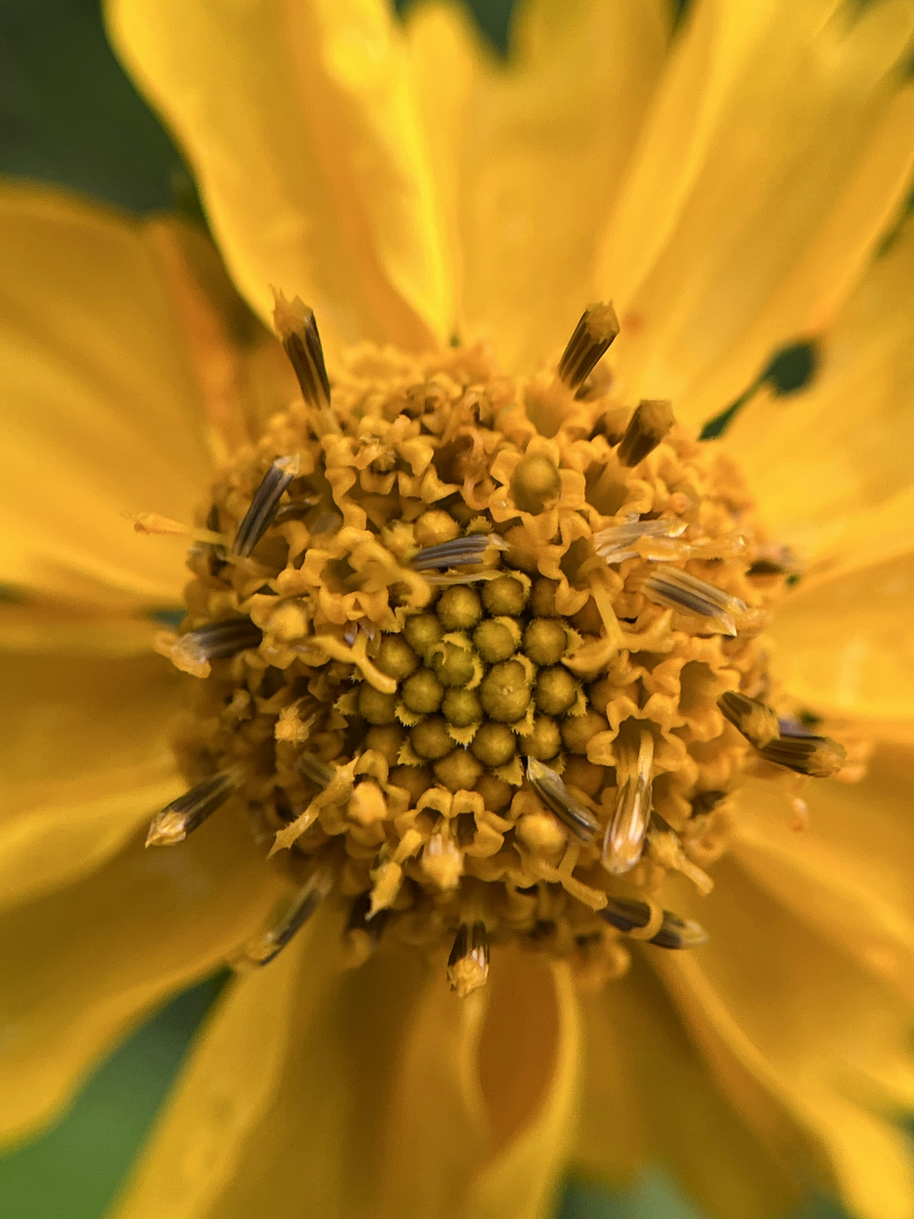 Vibrant yellow flower blooms in a close-up shot.