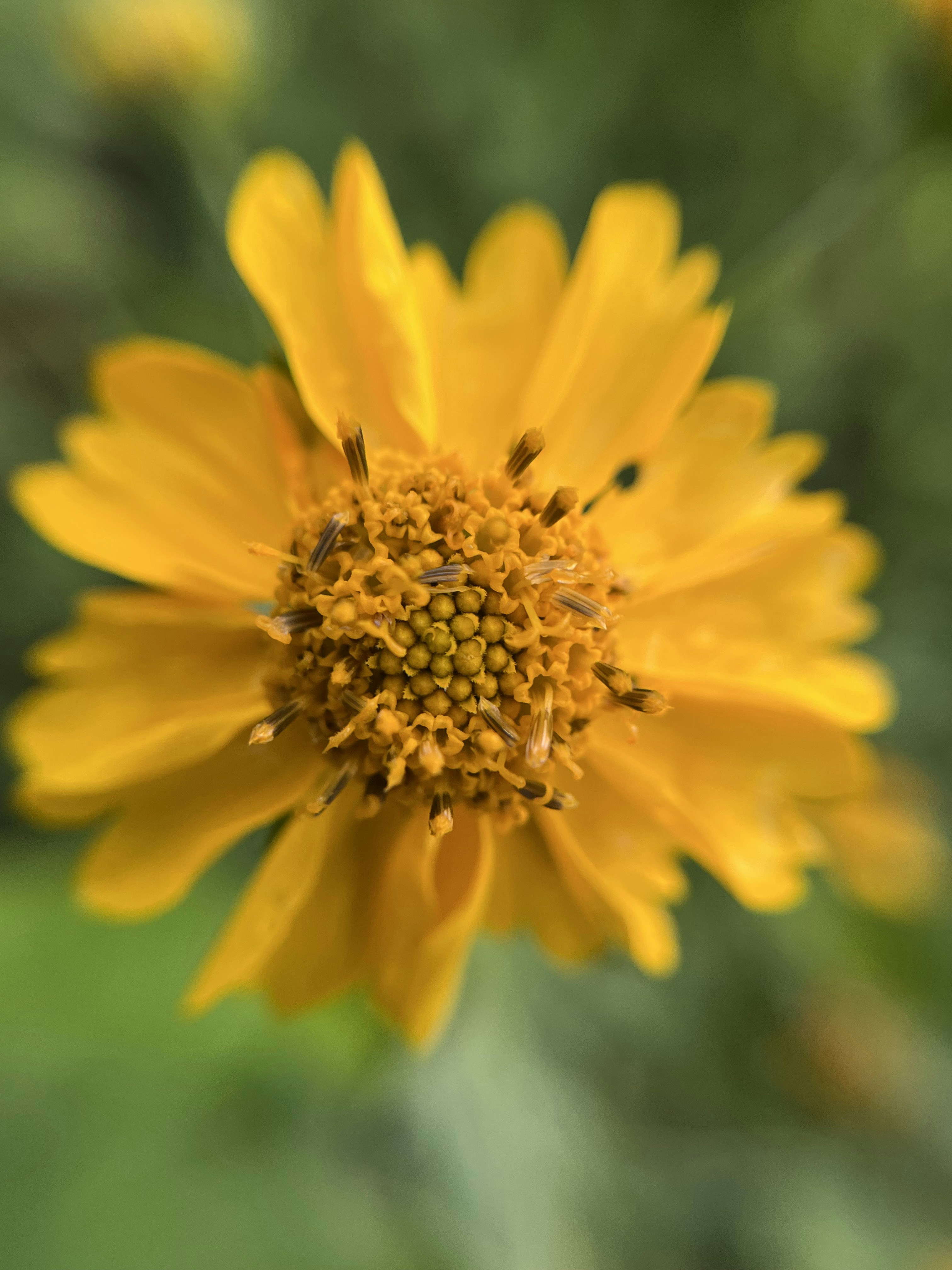 A vibrant yellow flower blossoms in the sunlight.