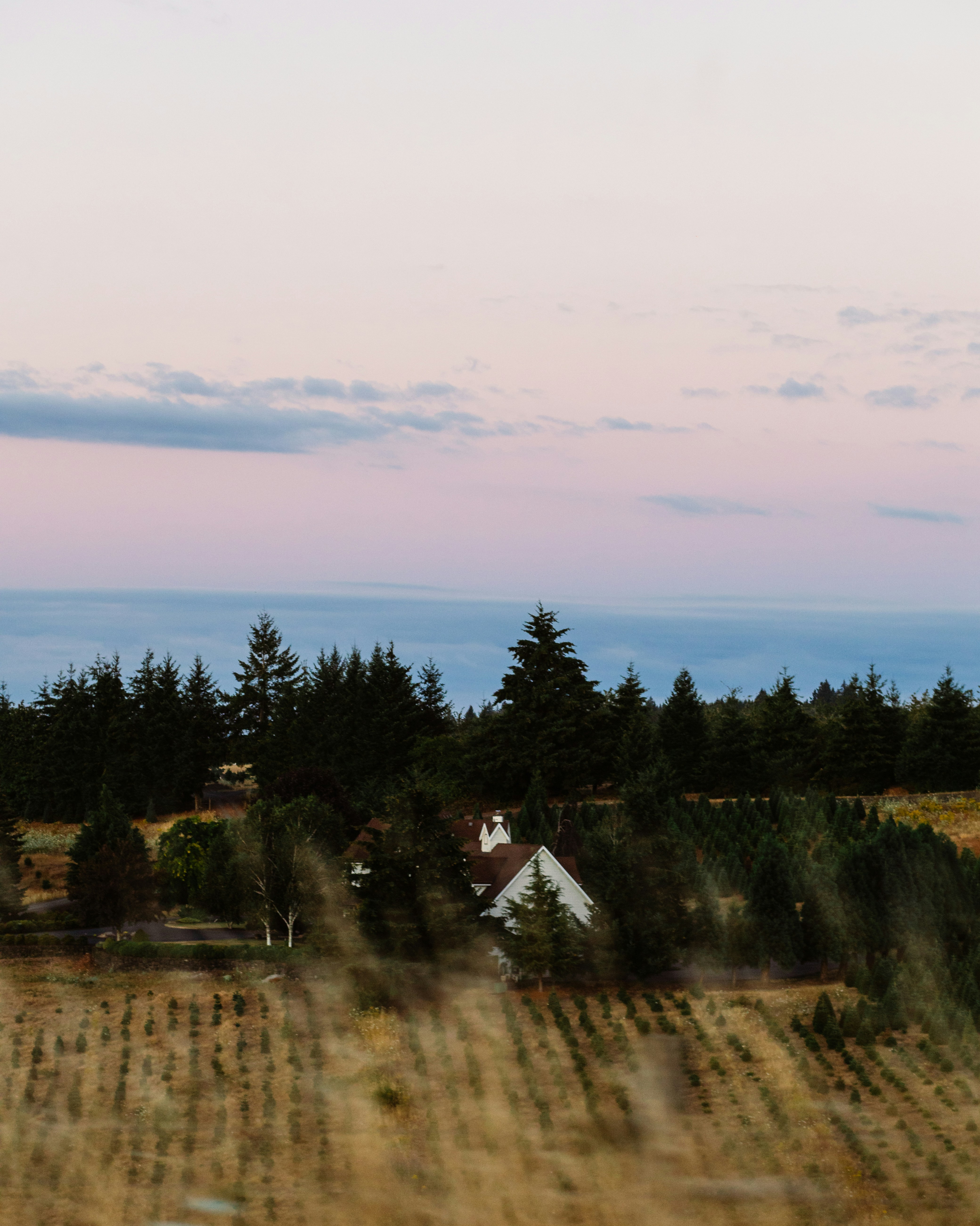 Pastoral Pines: A Quiet Farm Under a Dusk Veil