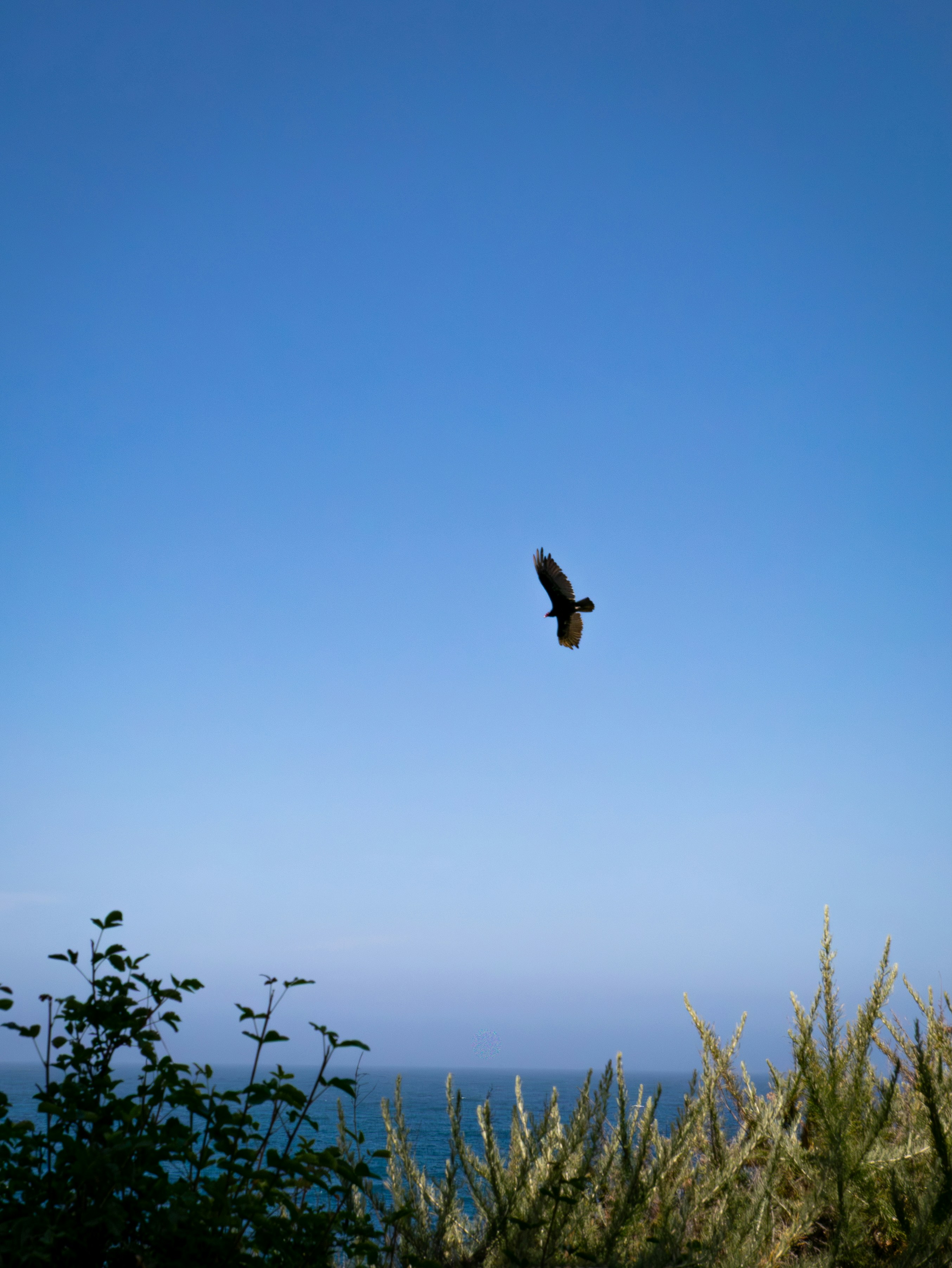One Bird, One Horizon: Quiet Coastal Flight