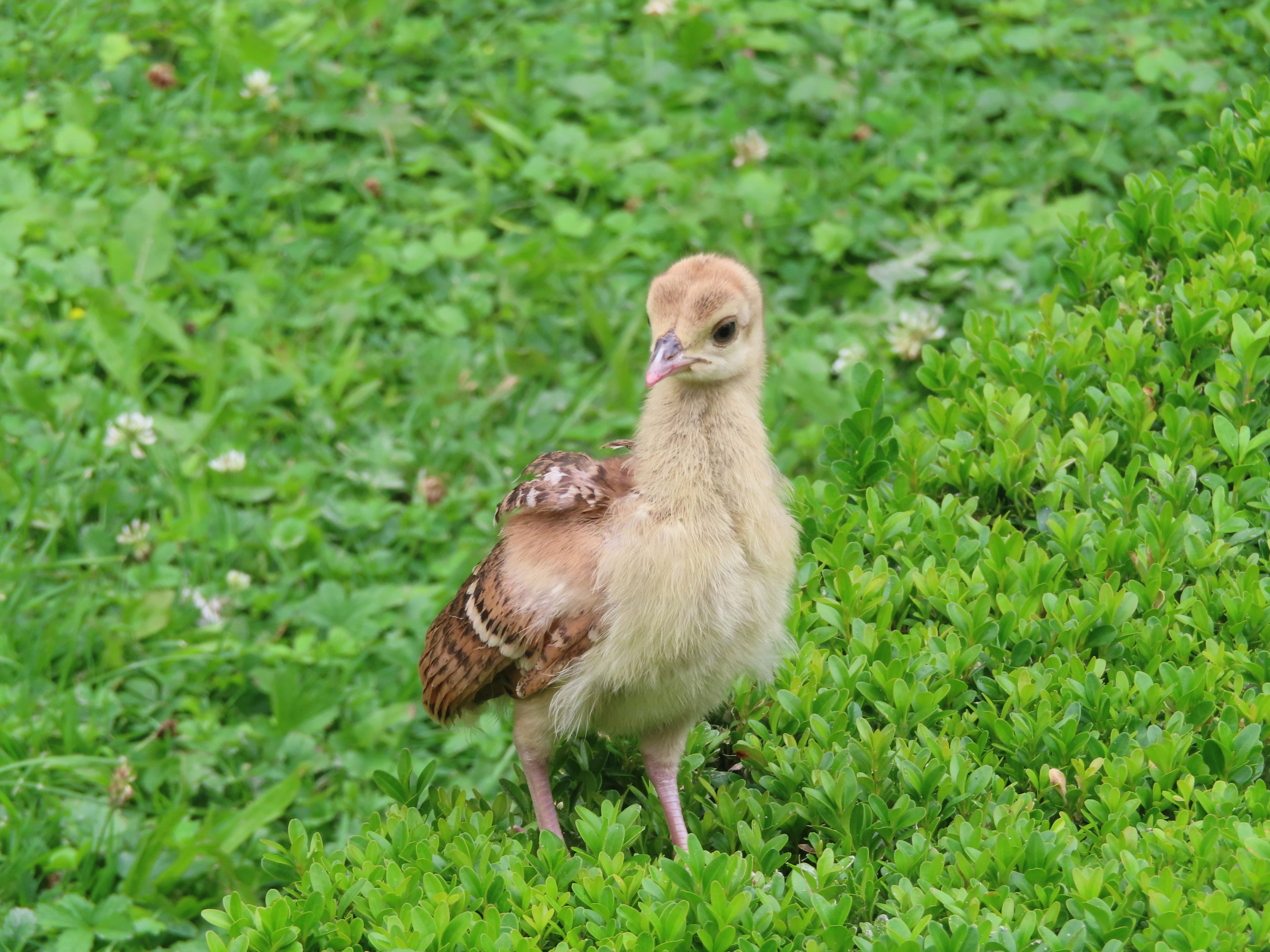 Very cute beige peafowl chick standing in the bright green grass of a castle park in Kroměříž, Czechia, looking to the left. Chick of the Indian Peafowl (also known as the Indian Blue Peafowl) - in the centre of the photo | A baby peacock stands in lush green grass.