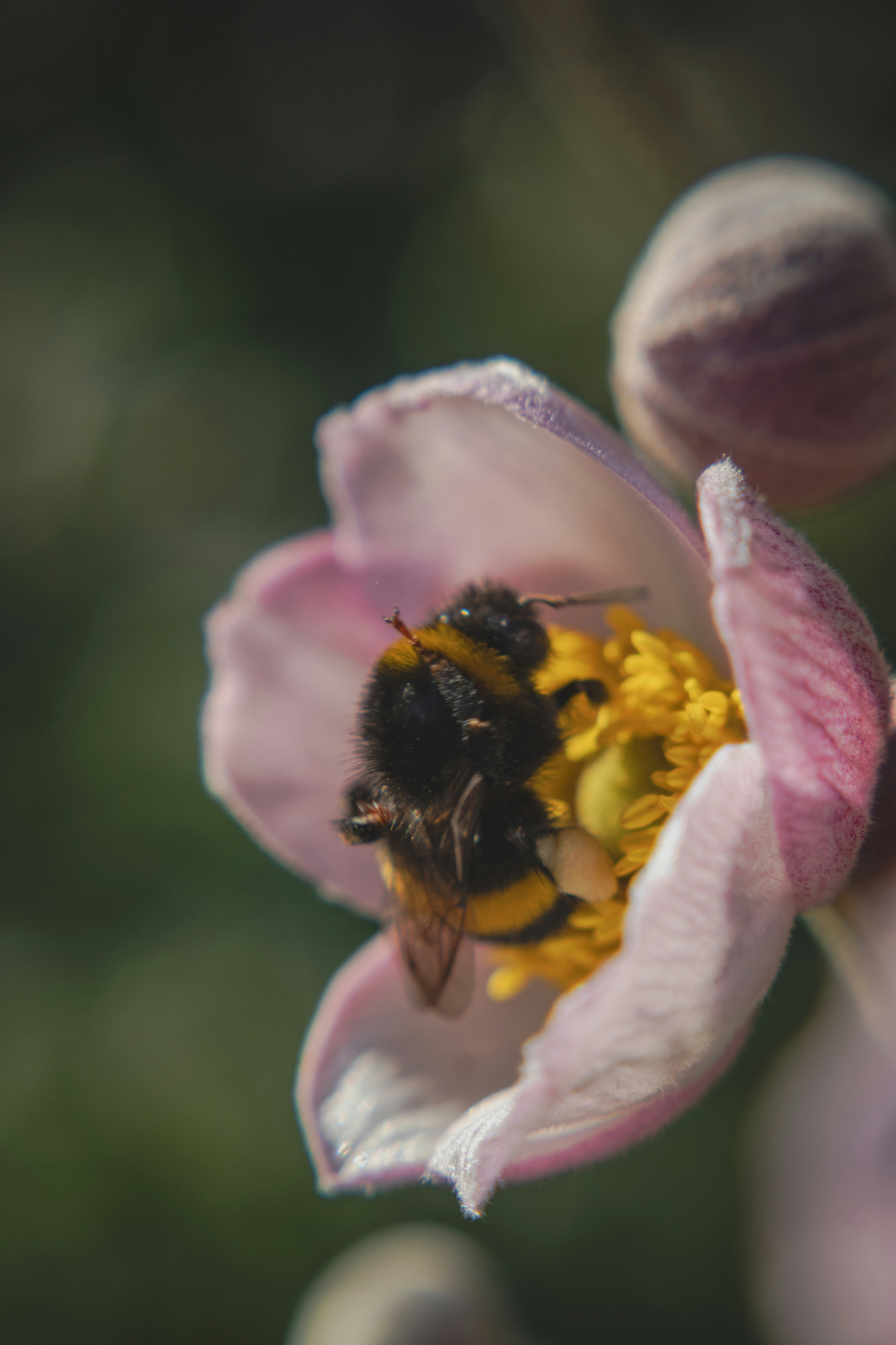 Bee on a flower. | A bumblebee is collecting nectar from a flower.
